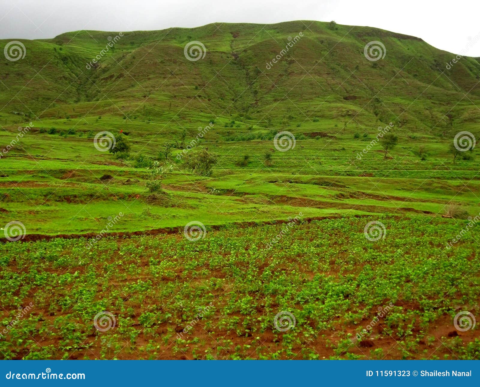 Vibrant monsoon green stock image. Image of soil, nature - 11591323