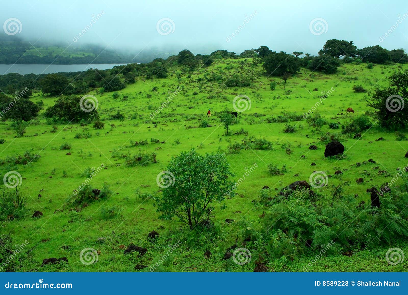 Vibrant monsoon greenery stock photo. Image of scenic - 8589228