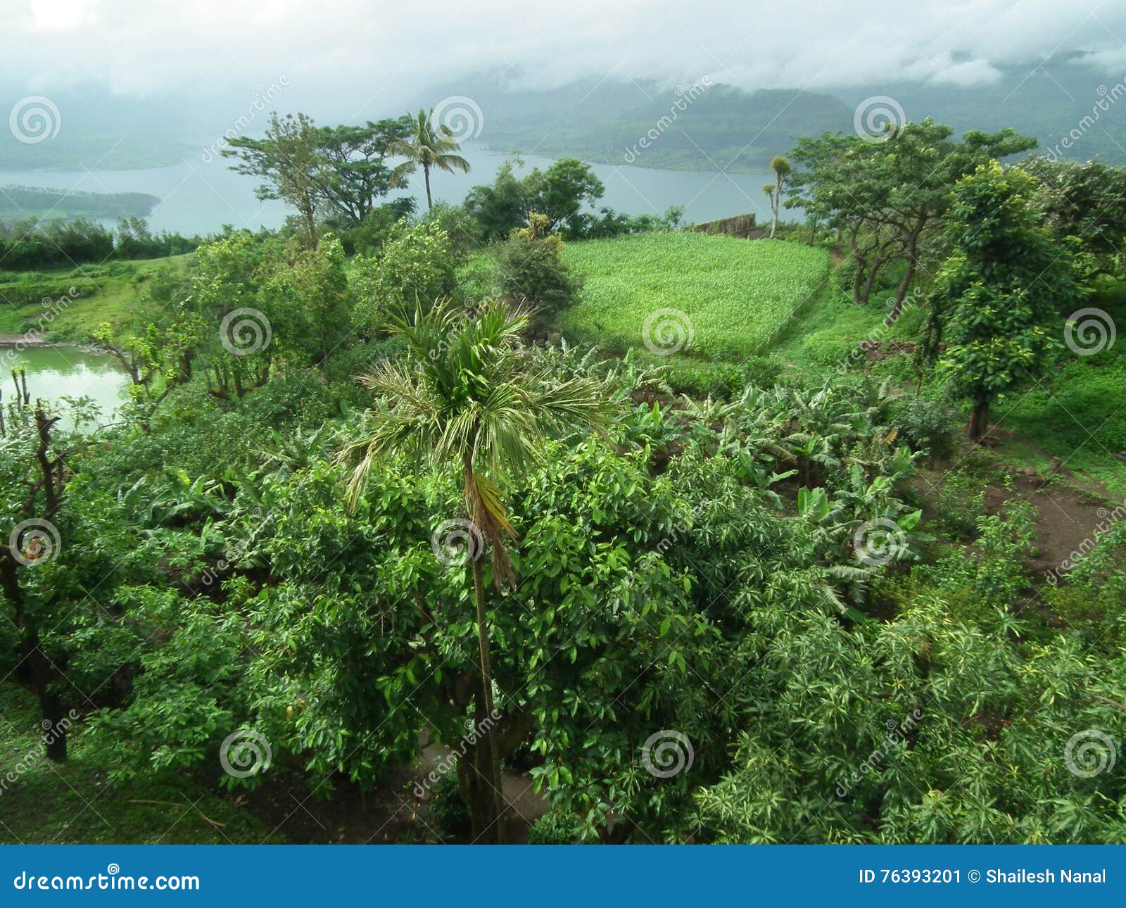 Vibrant monsoon landscape stock image. Image of trees - 76393201