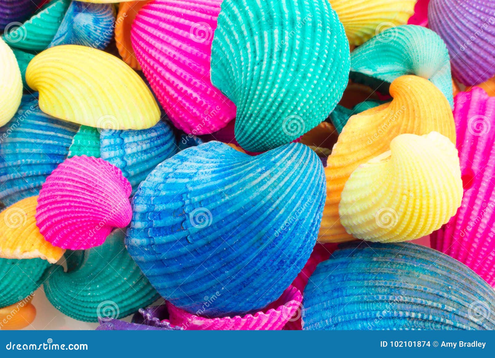 Vibrant Multicolored Seashells Stock Photo - Image of island, macro ...