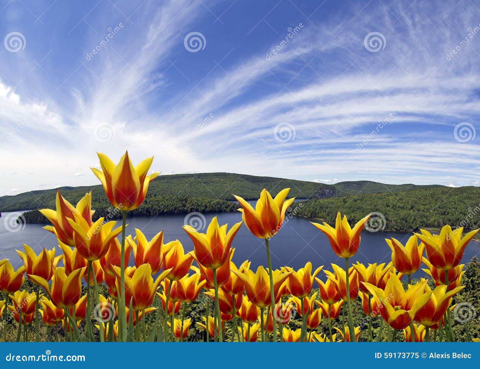 Vibrant Nature Wallpaper