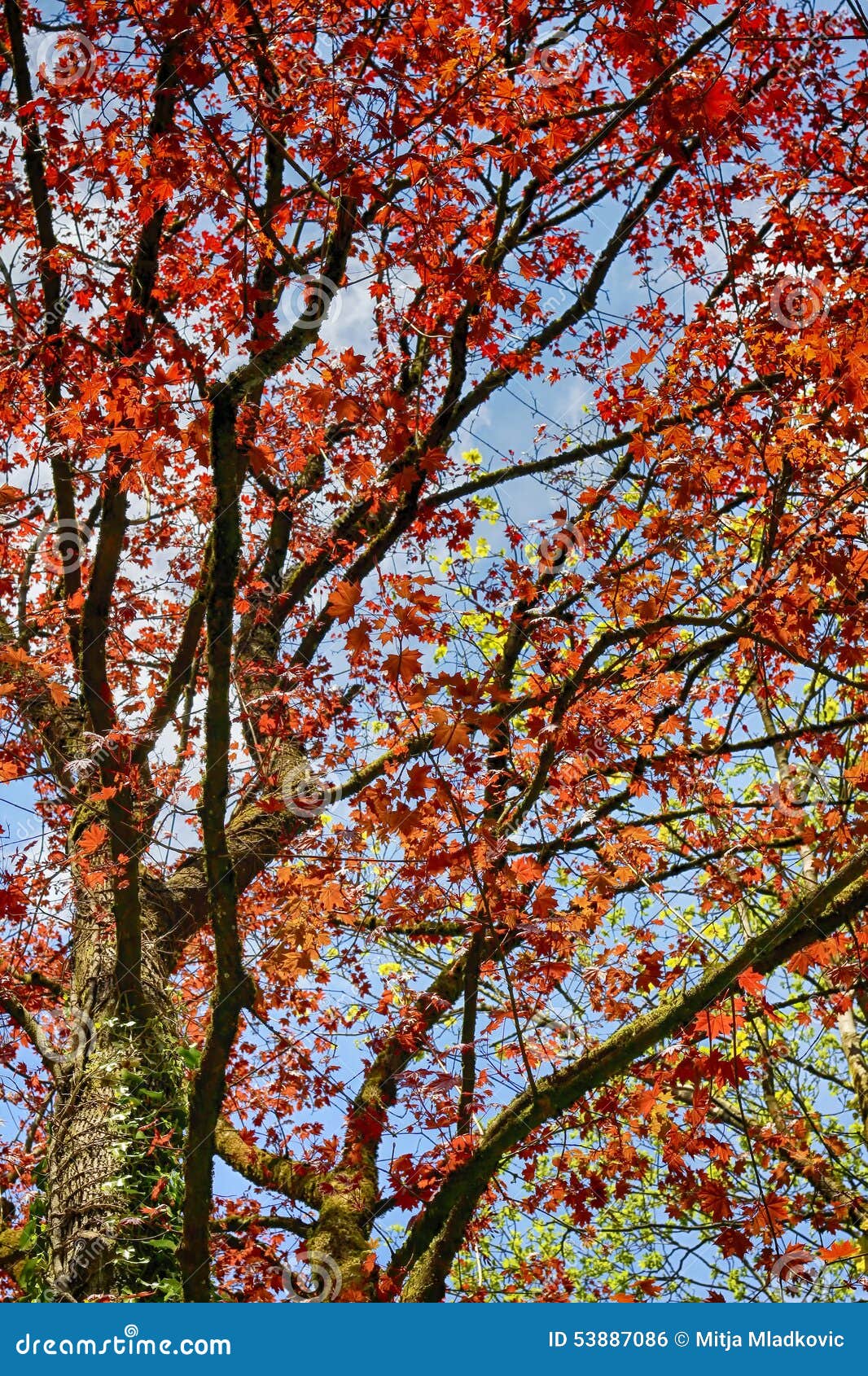 Vibrant nature stock photo. Image of vibrant, sunlight - 53887086