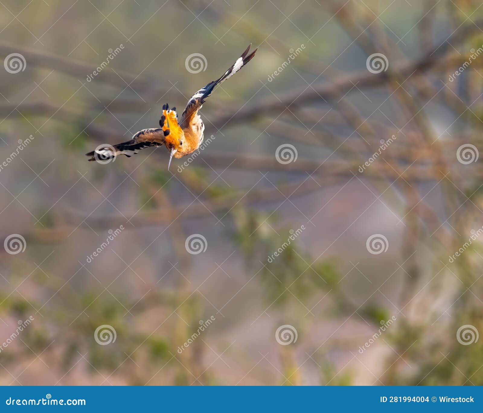 Vibrant Orange Bird in Flight Against a Backdrop of Trees and Shrubs ...