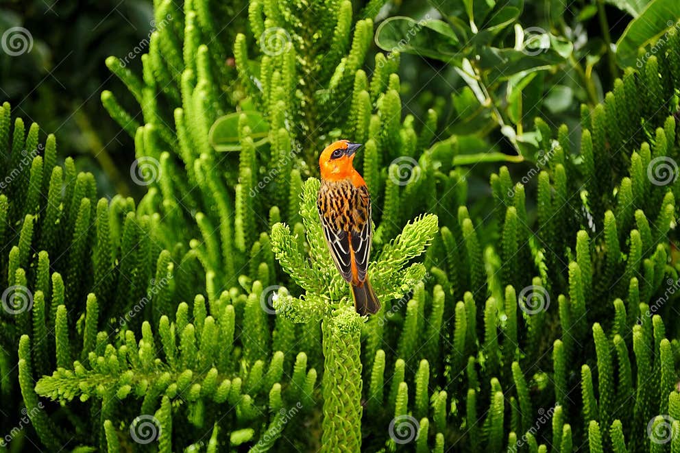 Vibrant Orange Bird Perching on Top of Sapling Tree Branch Stock Image ...
