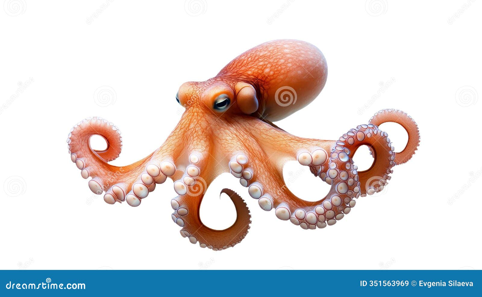 Vibrant Orange Octopus with Curled Tentacles on White Background Stock ...