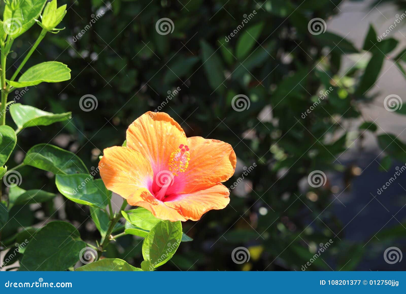 Vibrant Orange Single Hibiscus Stock Image - Image of vibrant, hibiscus ...