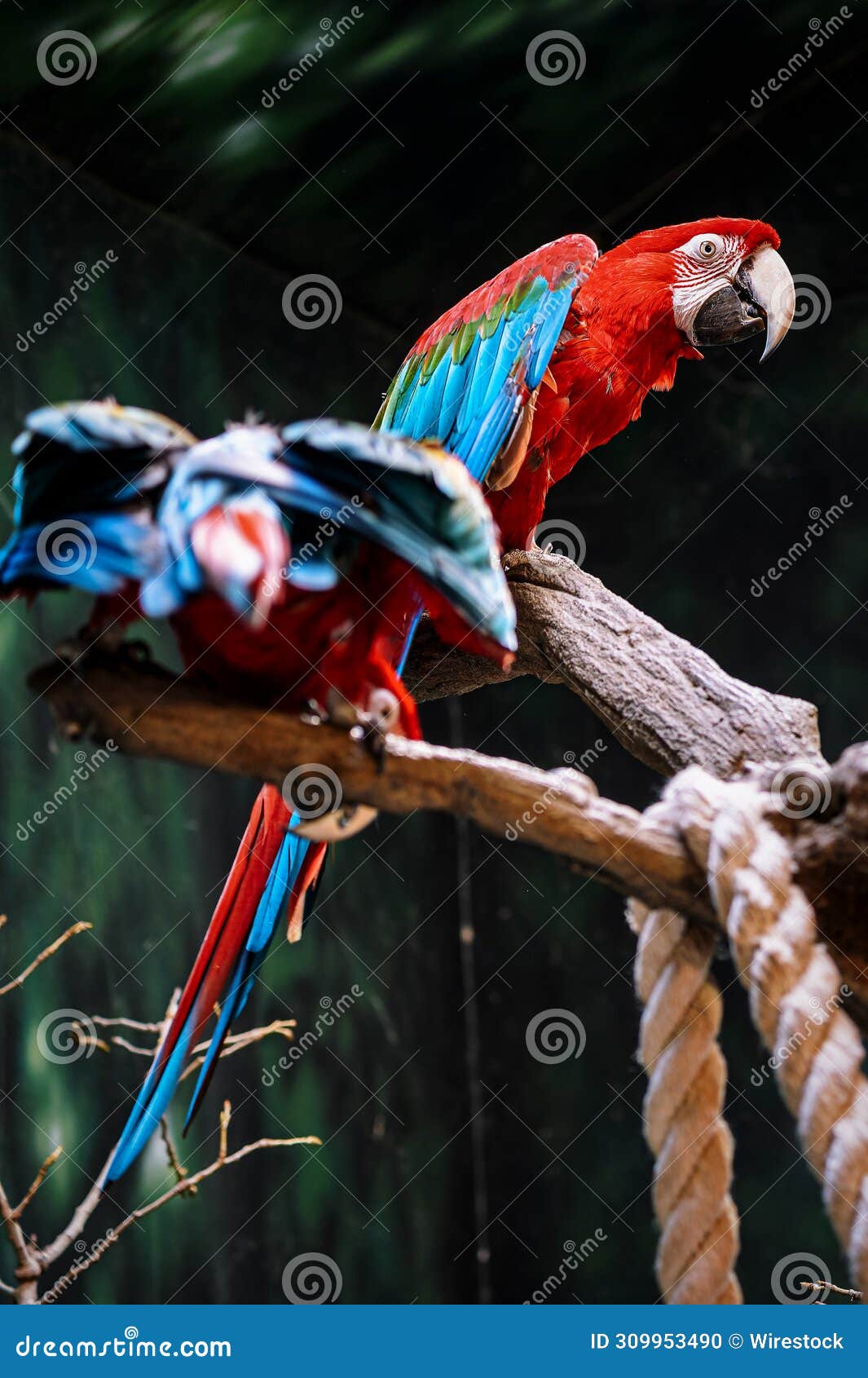 Vibrant Parrots Sitting Together on a Tree Branch. Stock Photo - Image ...
