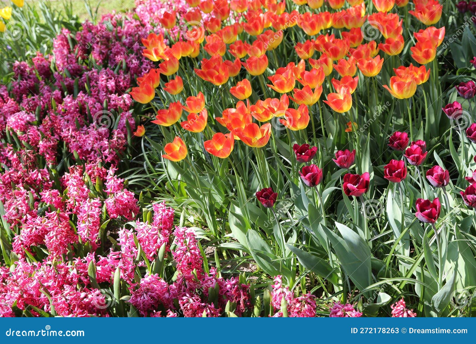 Vibrant Patch of Different Type of Flowers Growing in a Lush Green ...