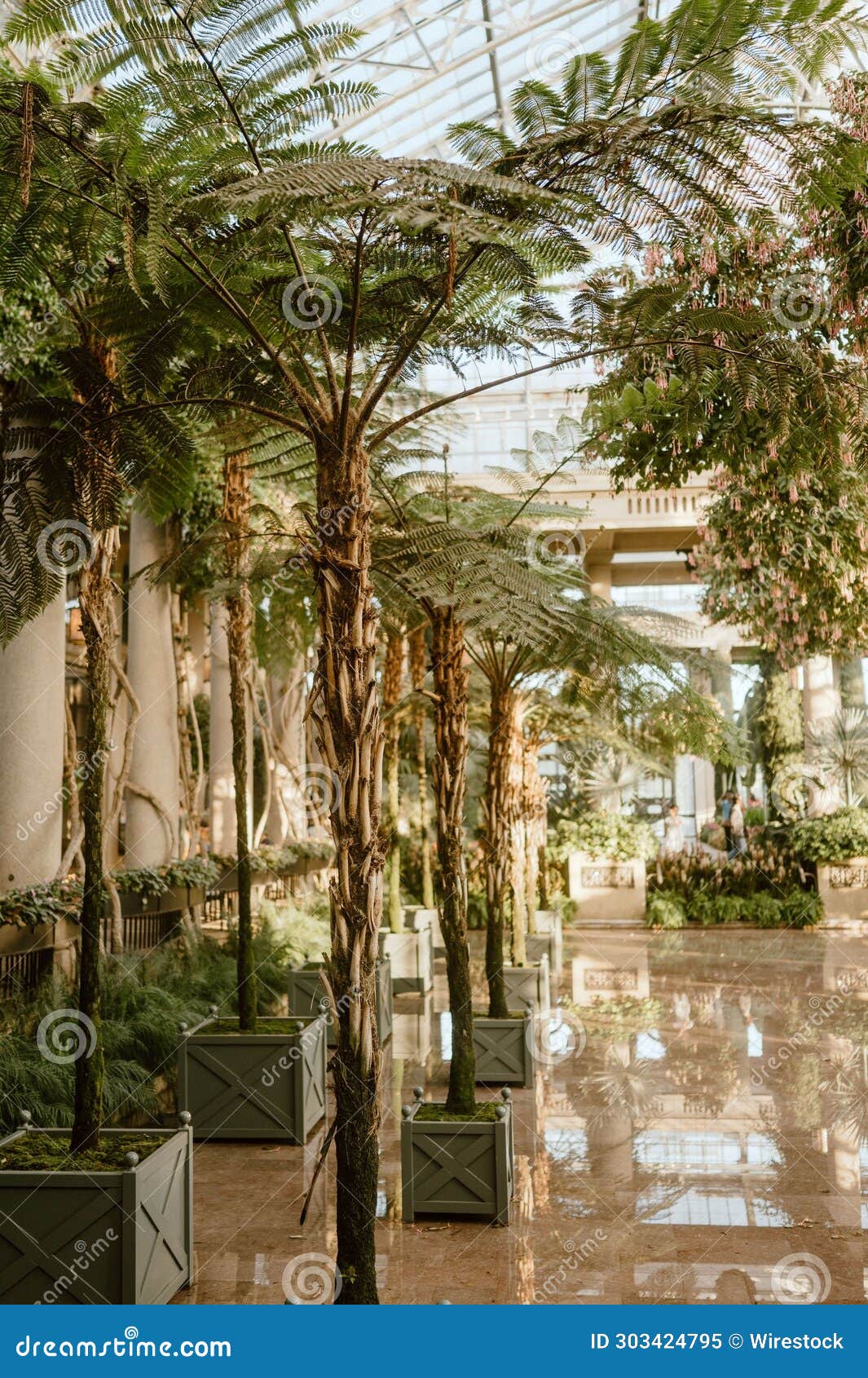 Vibrant Pathway, Lined with Lush Green Trees in Pots Stock Image ...
