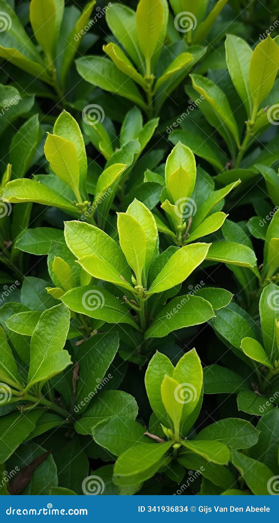 Vibrant Pattern of Small Lemon Tree Leaves Fresh and Zesty in Full ...