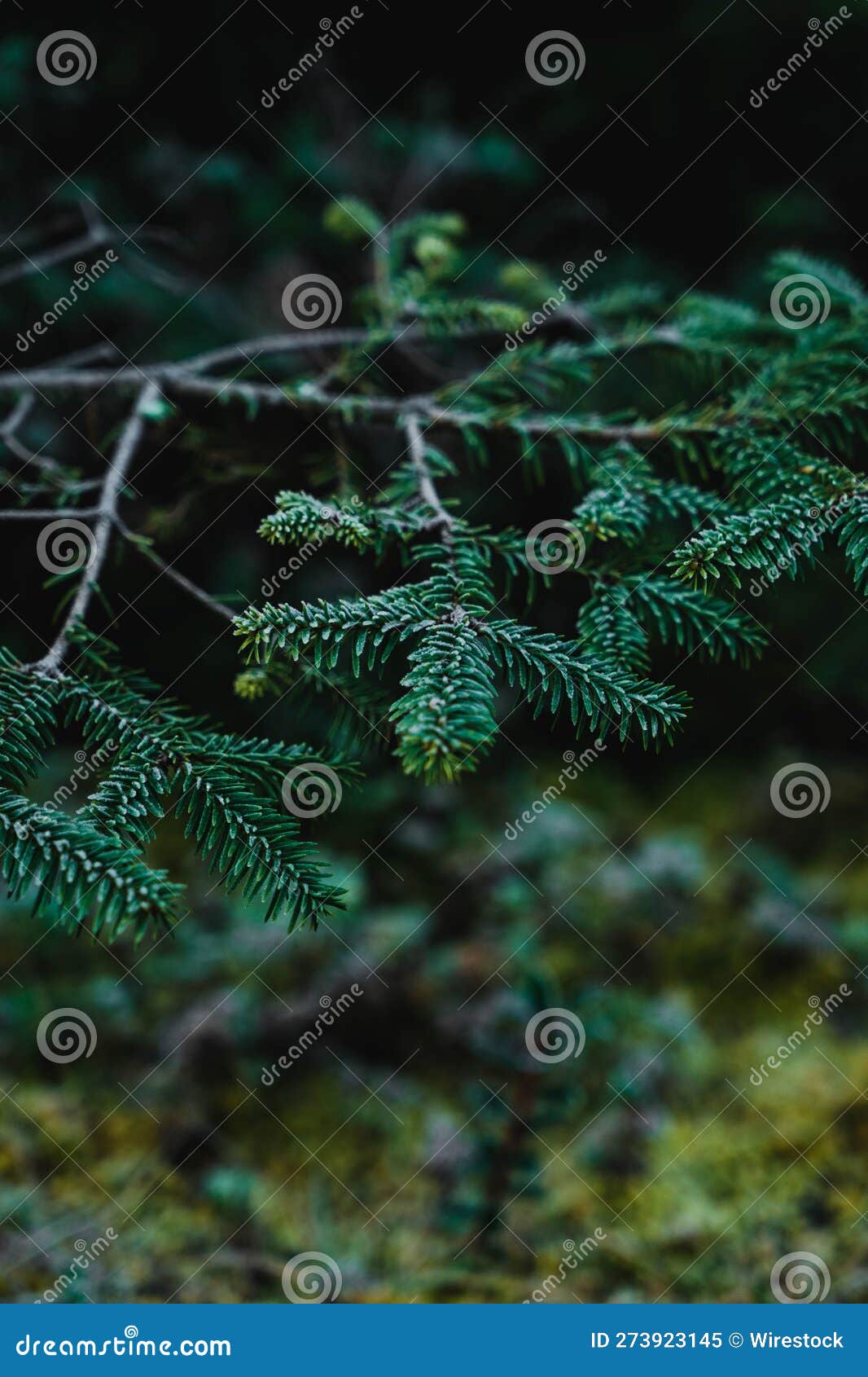 Vibrant Pine Tree Branch Extending Outward in the Forest Stock Image ...