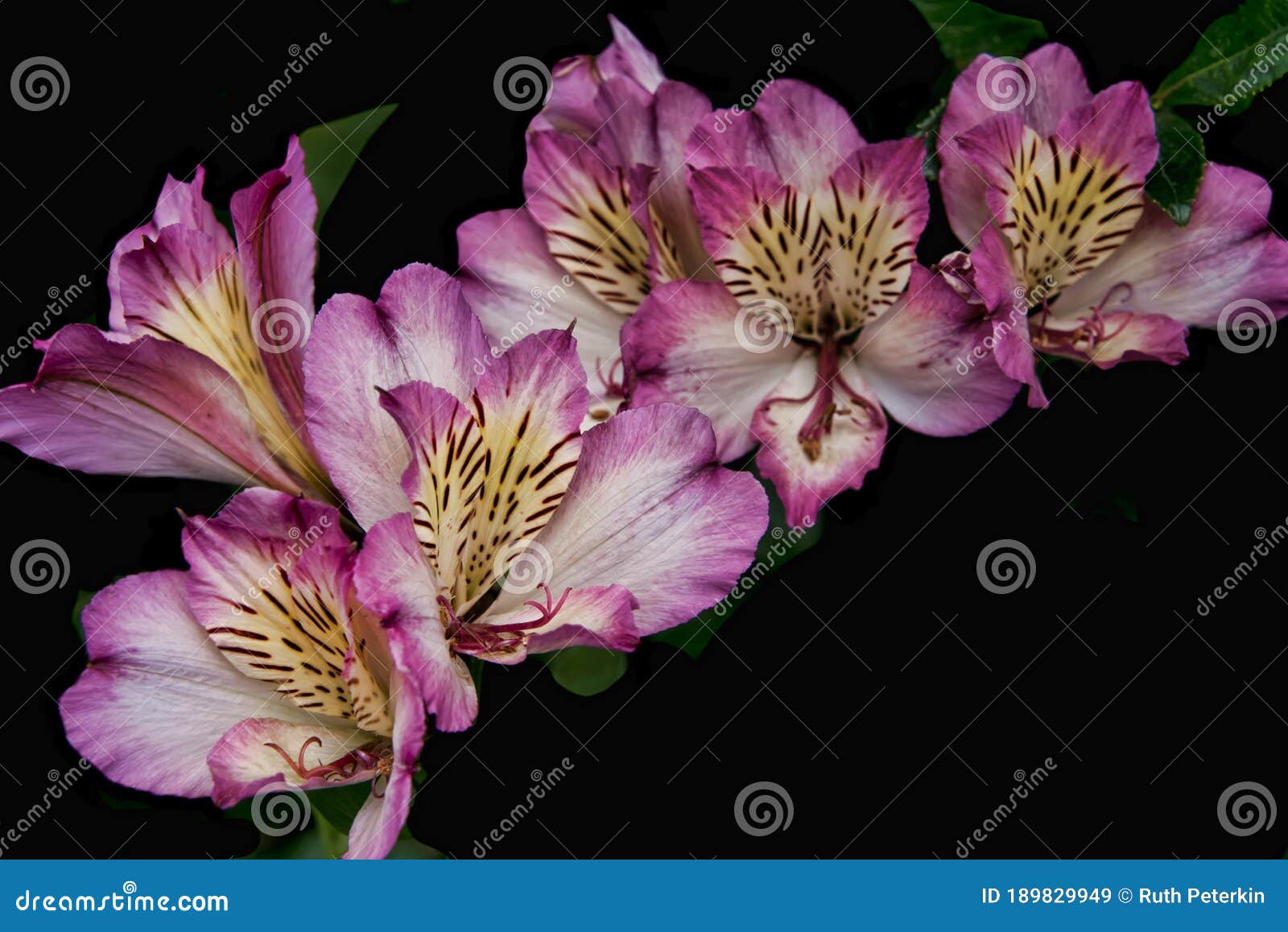 Vibrant Pink Peruvian Lily Flower Stock Image - Image of petal, macro ...