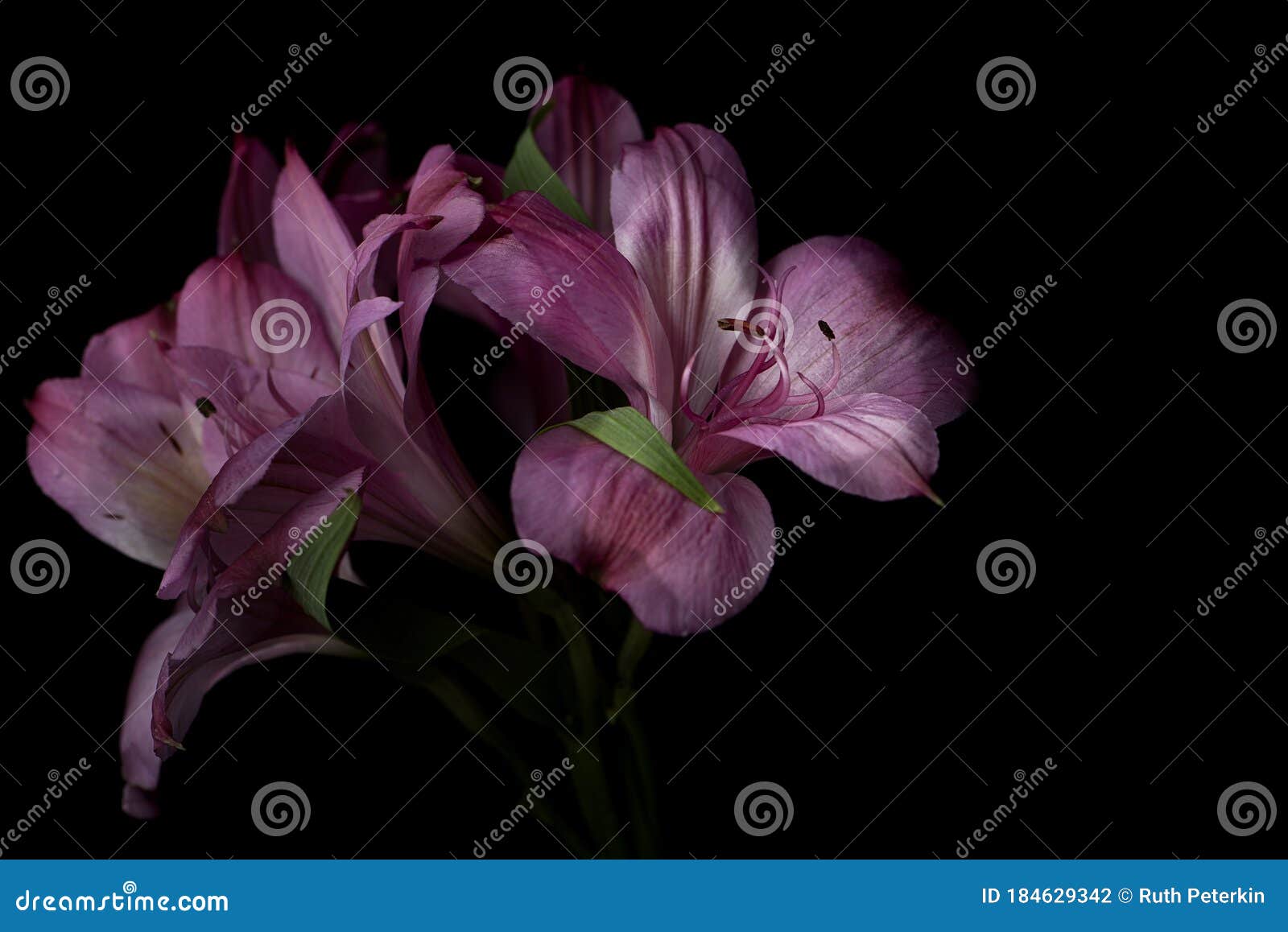 Vibrant Pink Peruvian Lily Flower Stock Photo - Image of beautiful ...