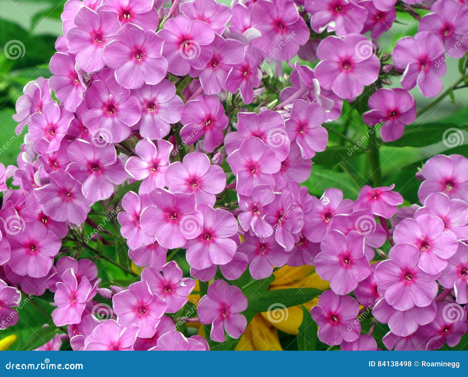 Vibrant pink phlox flowers stock photo. Image of color - 84138498