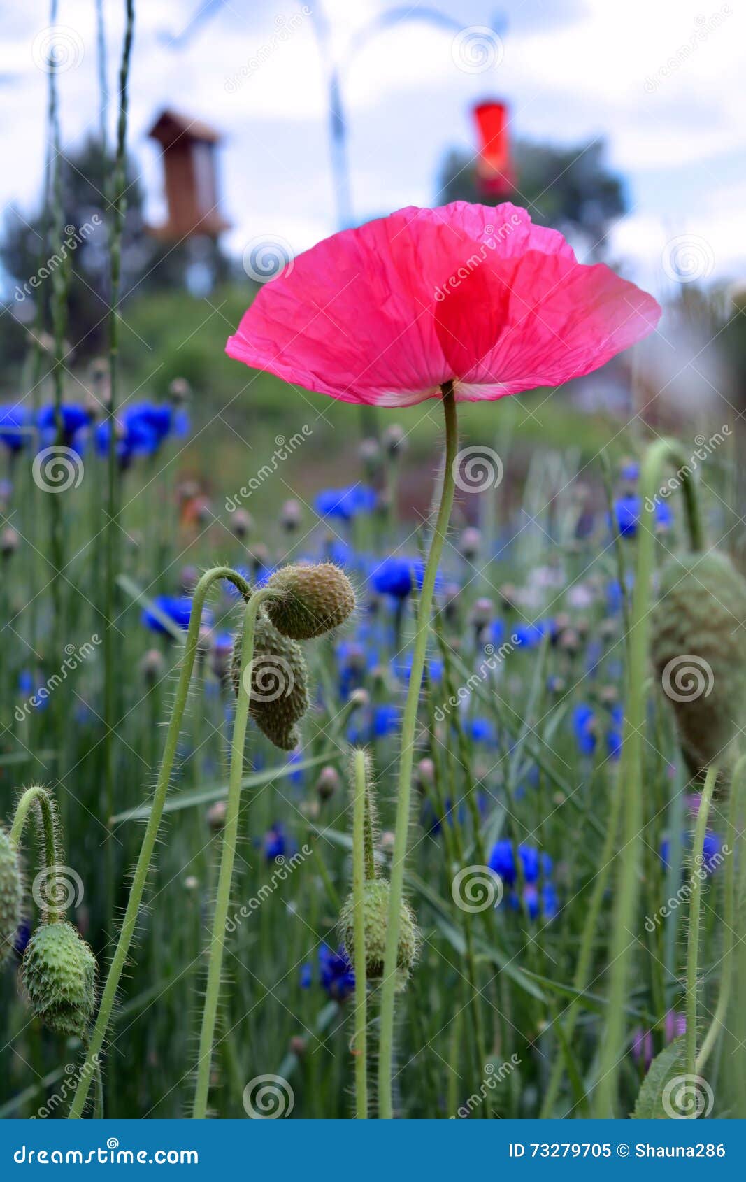 Vibrant Pink Poppy in Field Stock Image - Image of meadow, blooms: 73279705