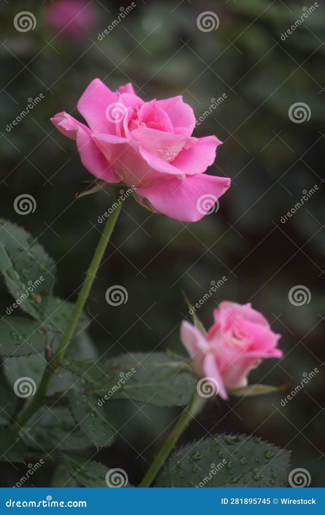 Vibrant Pink Roses Growing in the Garden Stock Image - Image of growing ...
