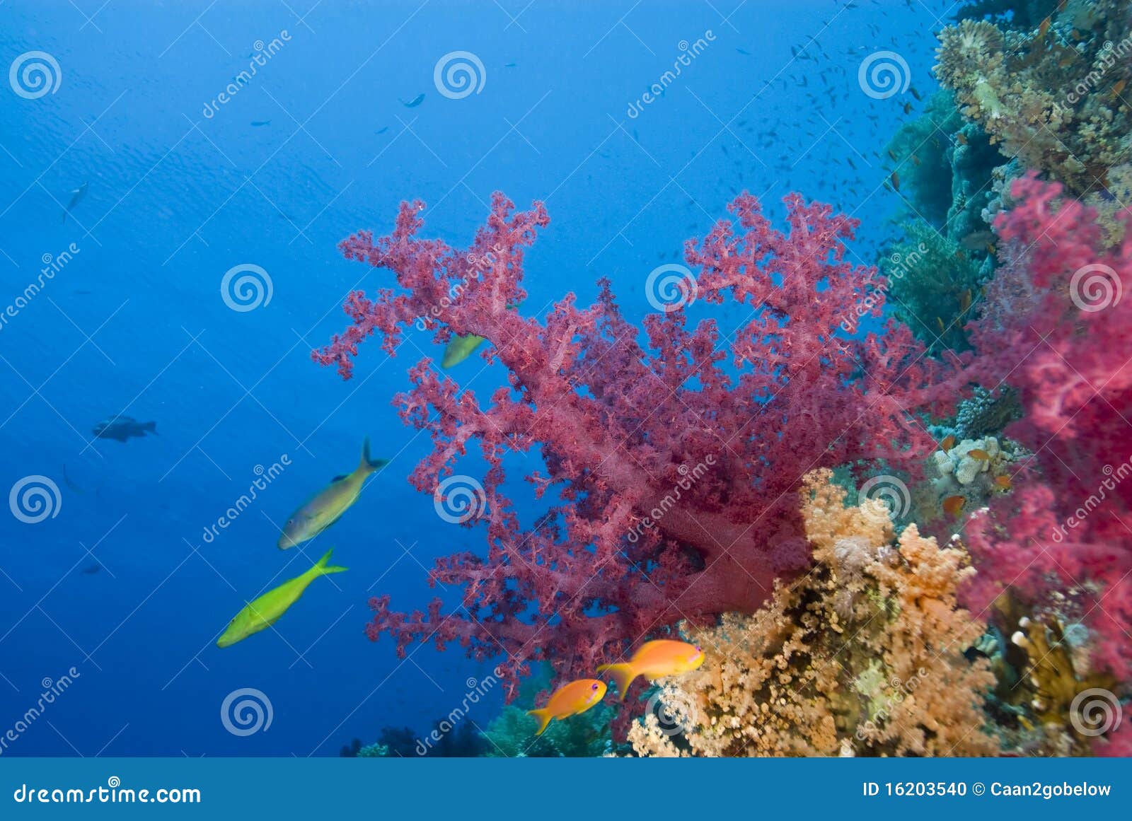 Vibrant Pink Soft Coral on a Tropical Reef. Stock Photo - Image of pink ...