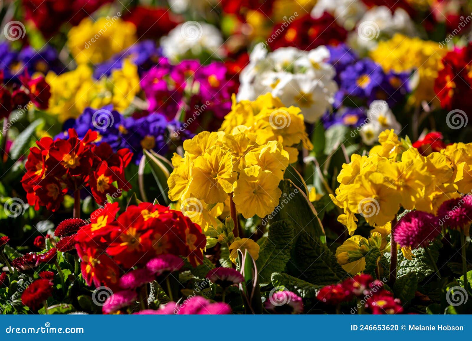 Primula Polyantha Flowers in the Spring Sunshine Stock Photo - Image of ...