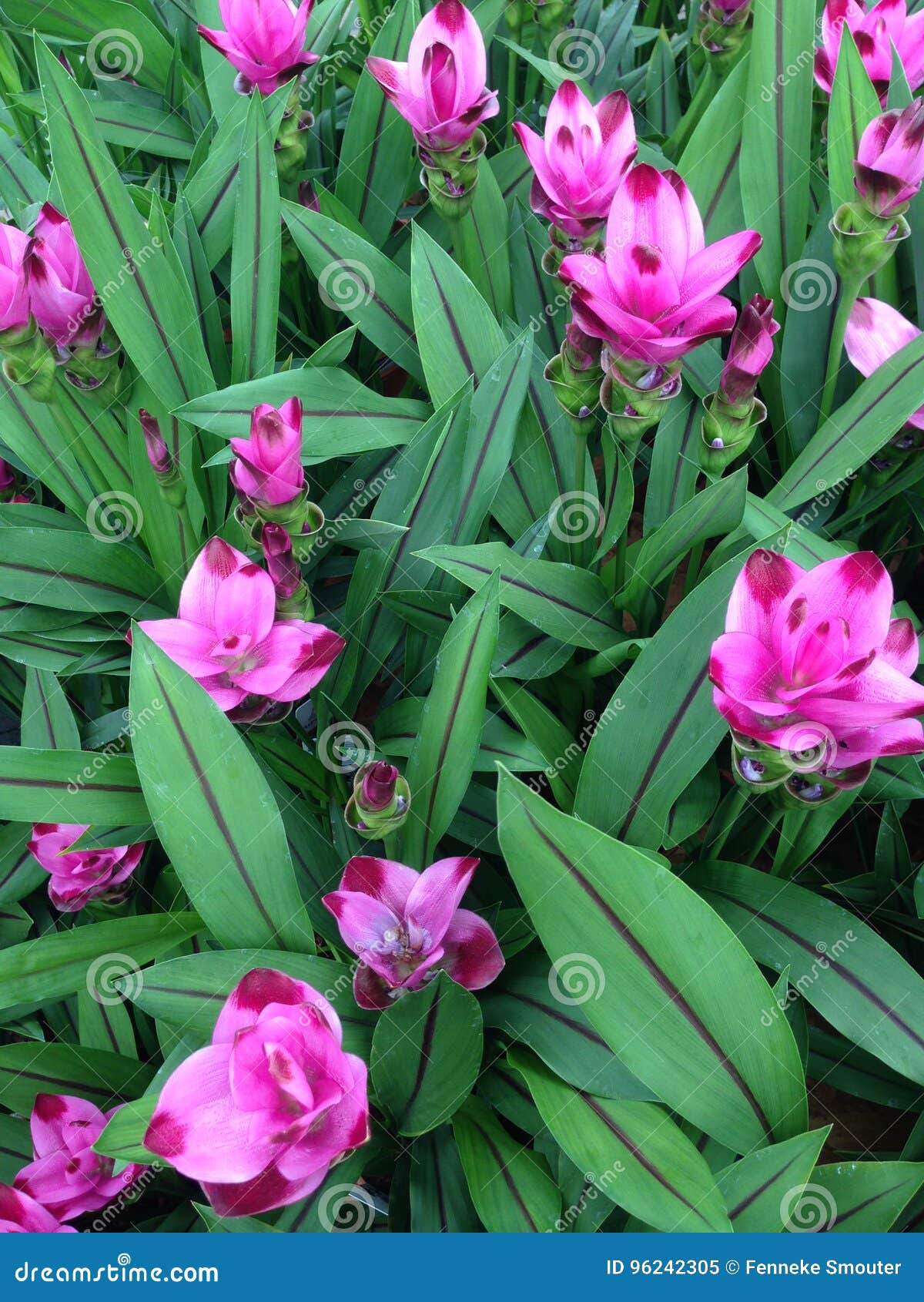 Vibrant Purple Curcuma Splash Flowers Stock Image - Image of green ...