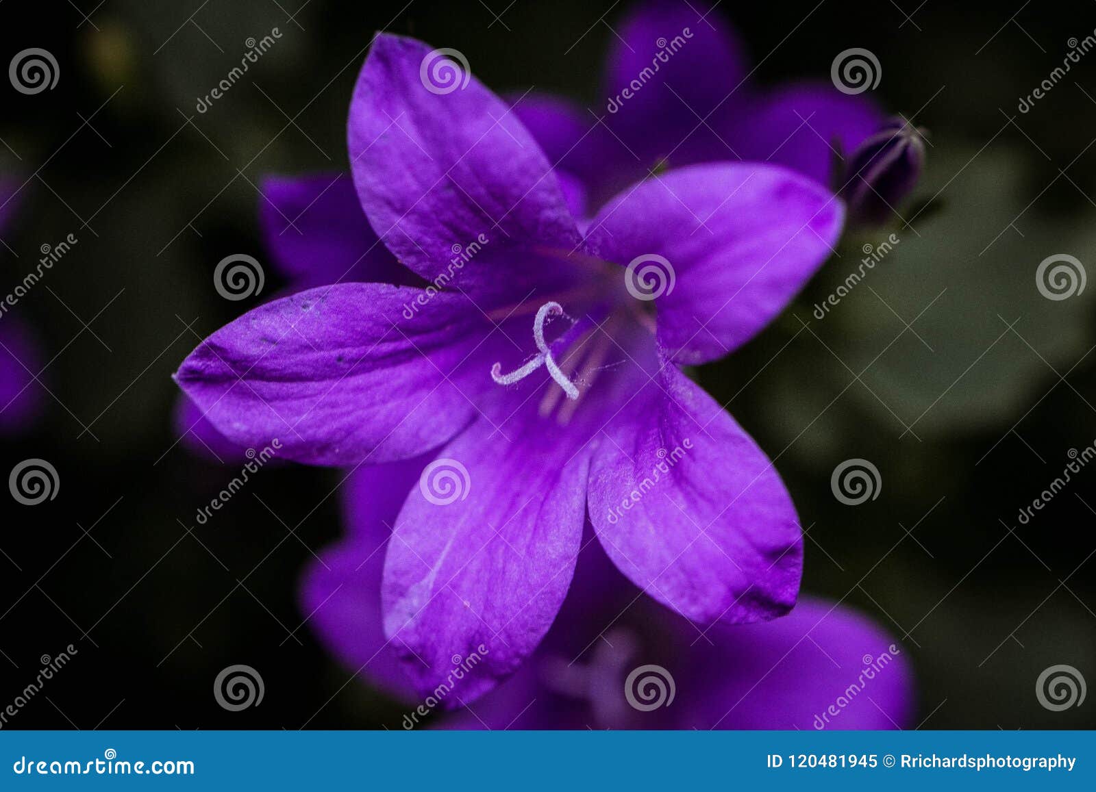 Vibrant Purple Flower in Spring 1 Stock Image - Image of flower ...