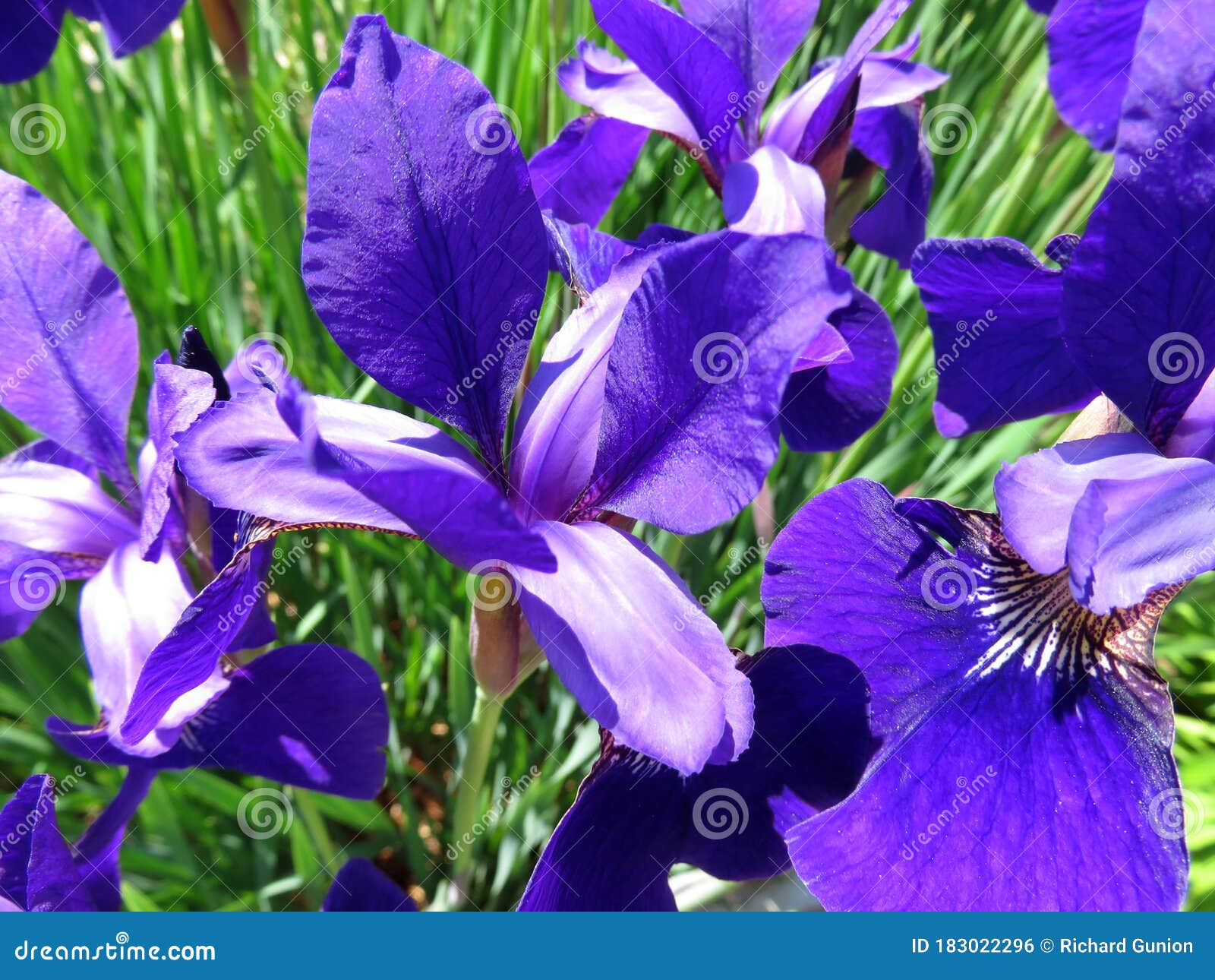 Vibrant Purple Iris Flowers in May Stock Photo - Image of petal, flower ...