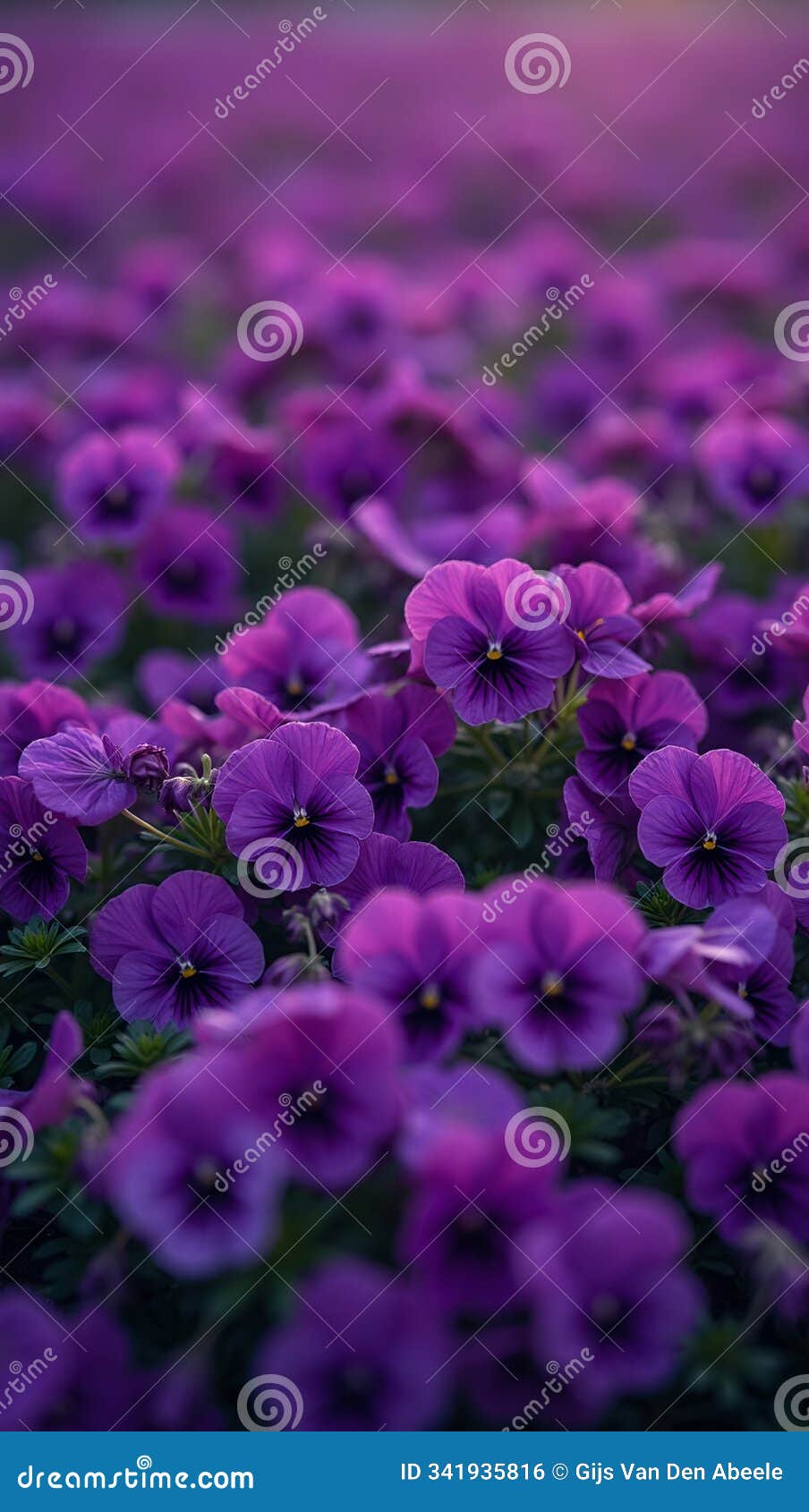 Texture Violets. Forest Flowers. Cartoon Style. Vector Illustration ...