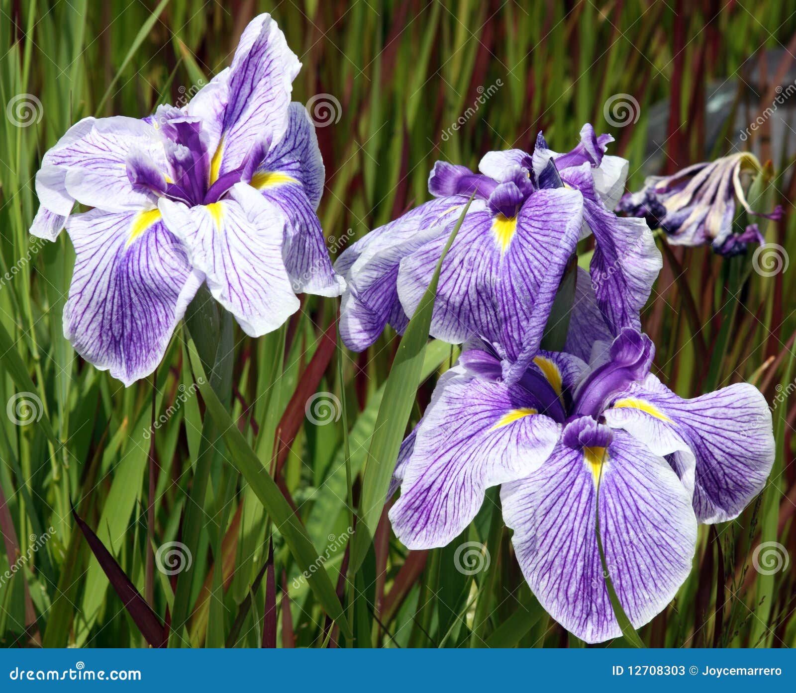 Vibrant Purple and White Striped Iris Stock Image - Image of white ...