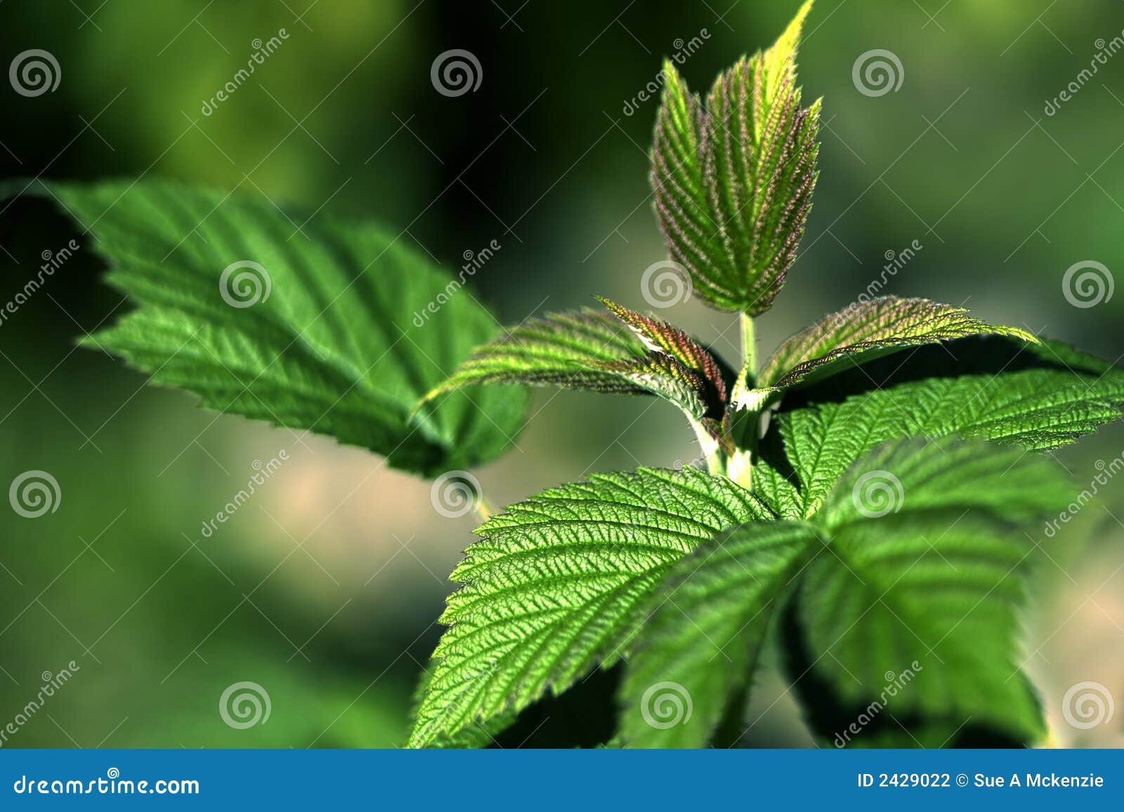 Vibrant Raspberry Leaves stock photo. Image of background - 2429022
