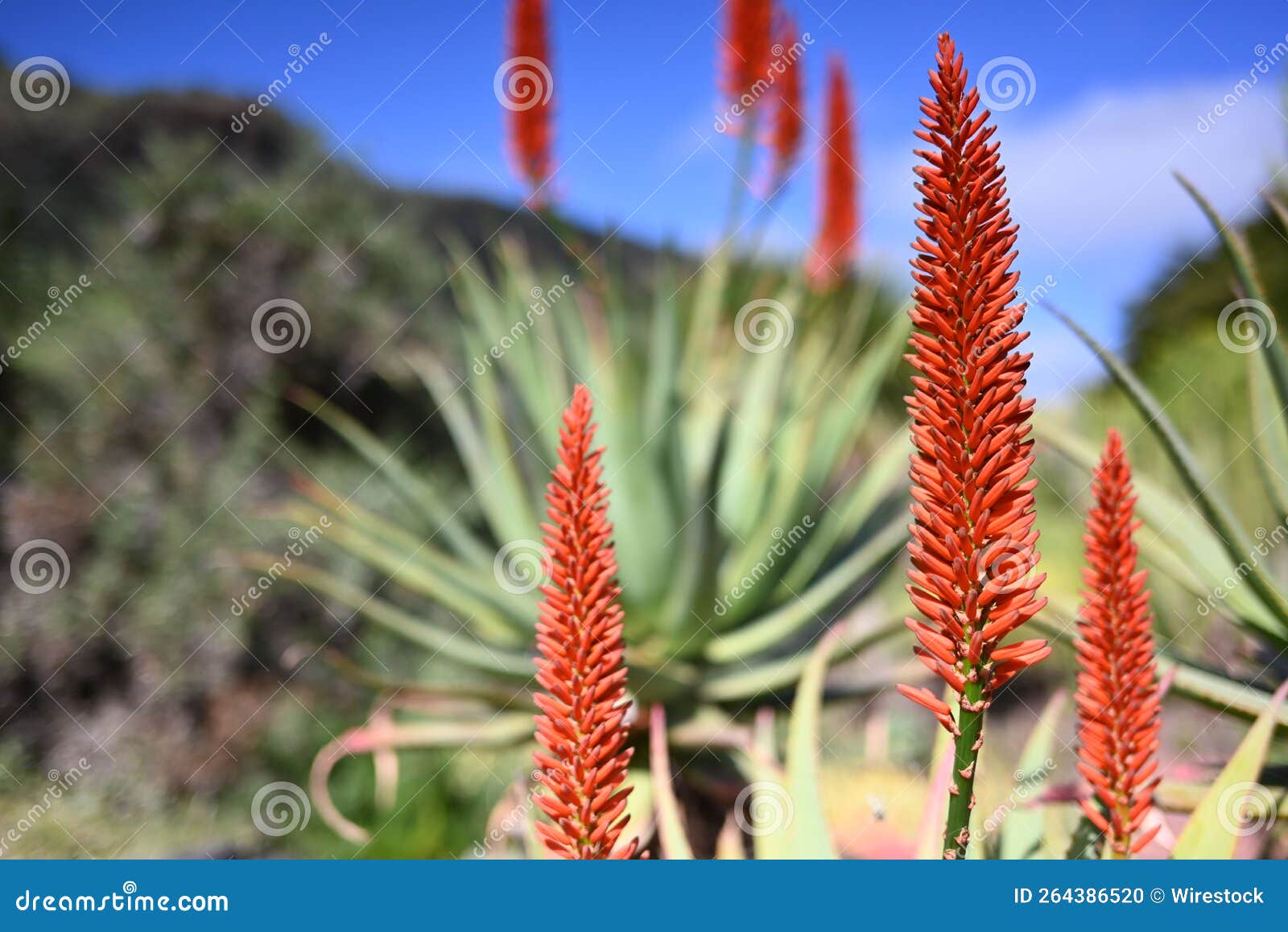 Red Aloe Vera Flowers in Closeup Stock Photo - Image of care, closeup ...