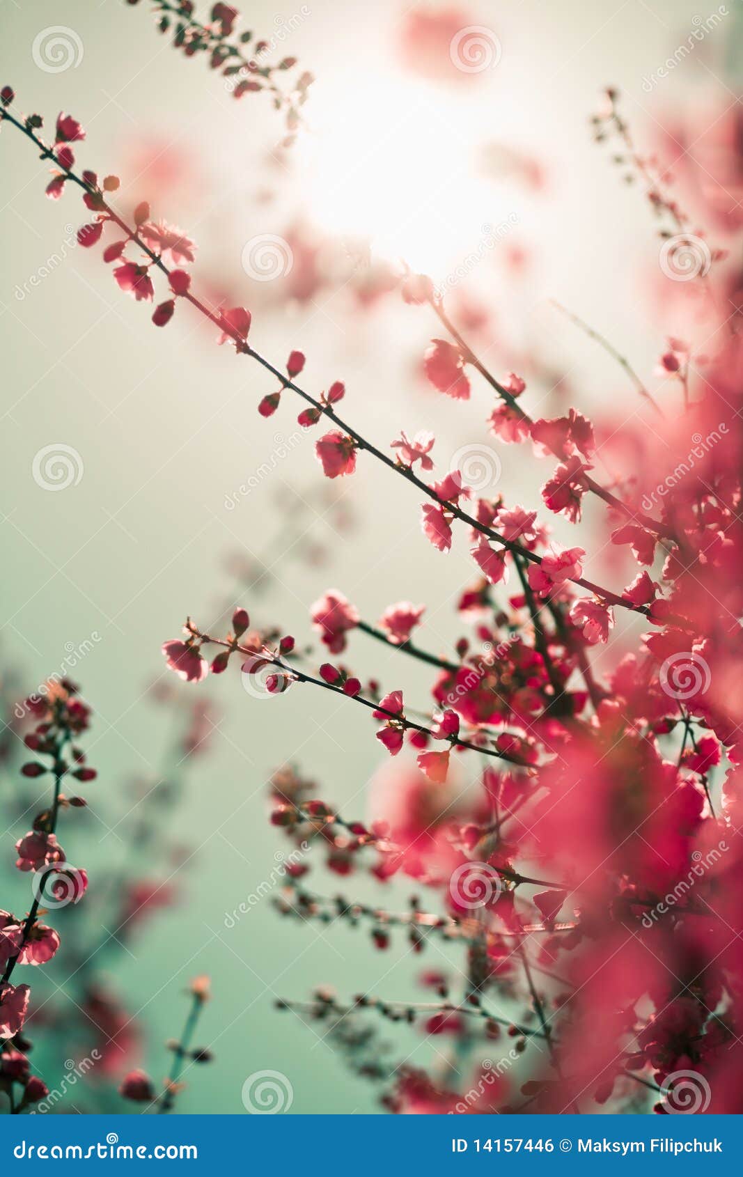 Vibrant Red Asian Sakura Background Stock Photo - Image of asian ...