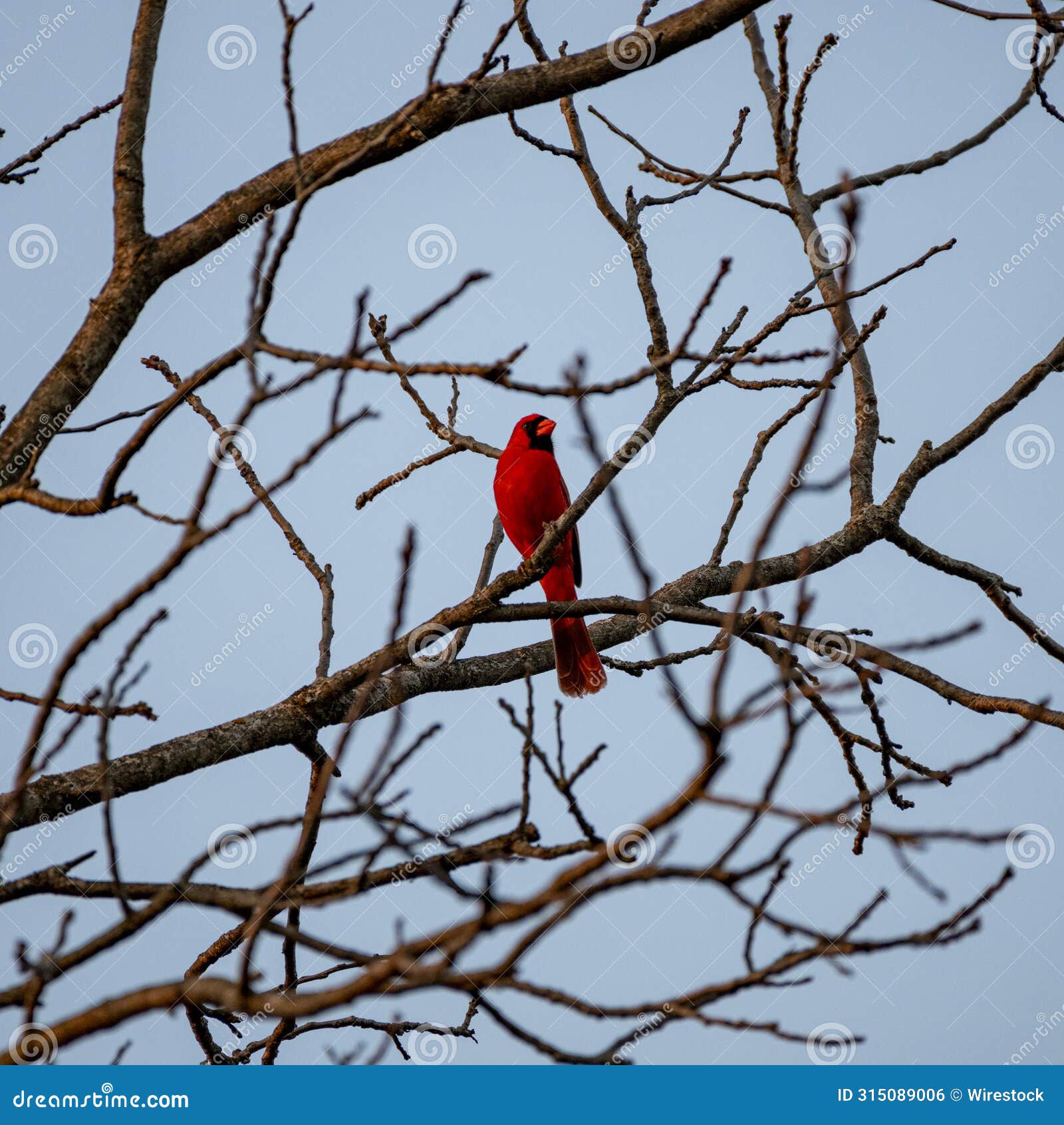 Vibrant Red Cardinal Bird Resting on a Leafless Tree Limb. Stock Photo ...