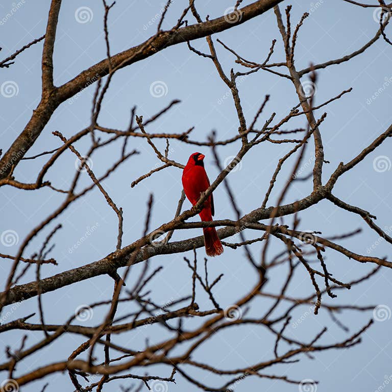 Vibrant Red Cardinal Bird Resting on a Leafless Tree Limb. Stock Photo ...