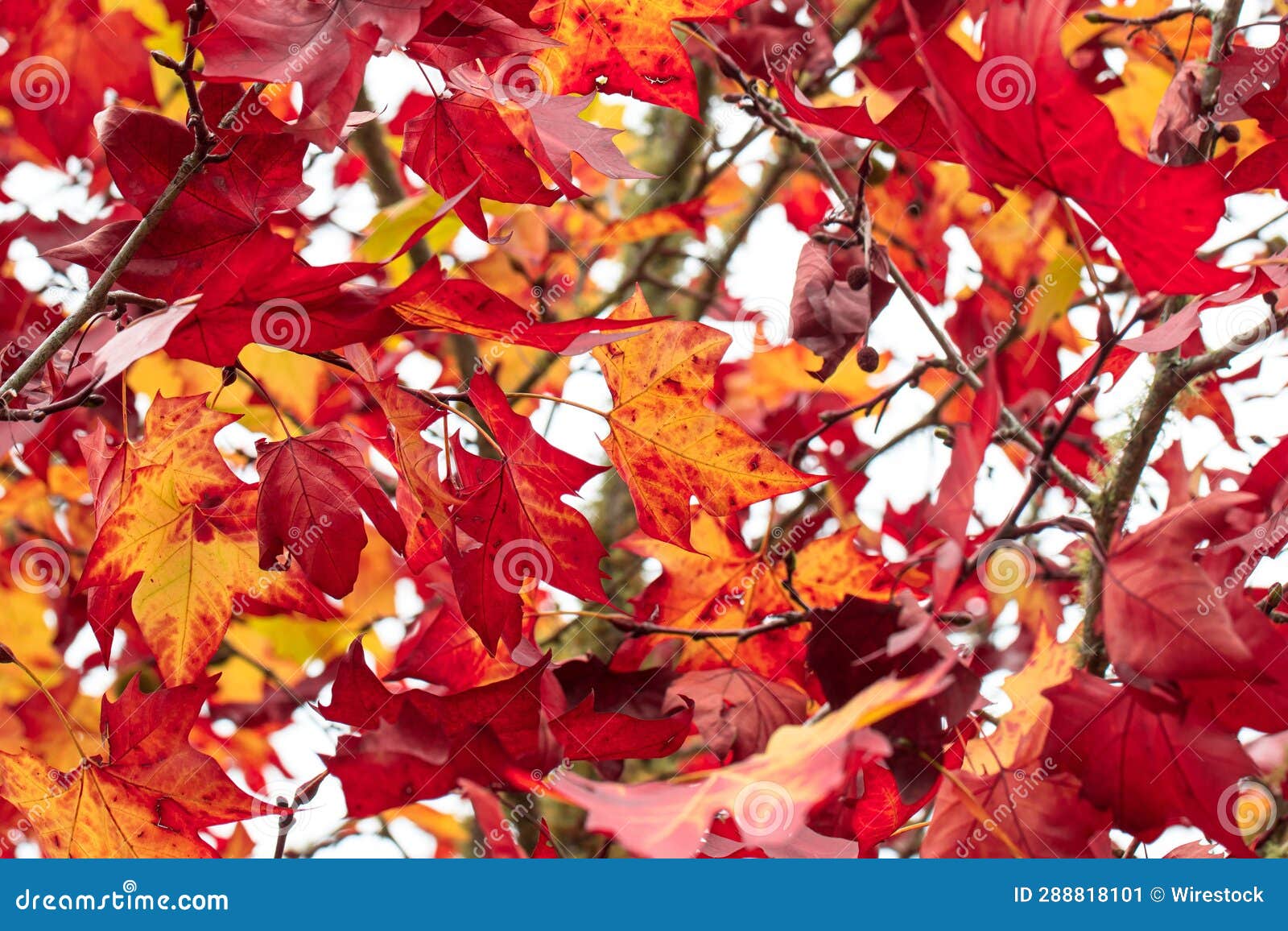 Vibrant Red Cluster of Maple Tree Leaves Against a Crisp White ...