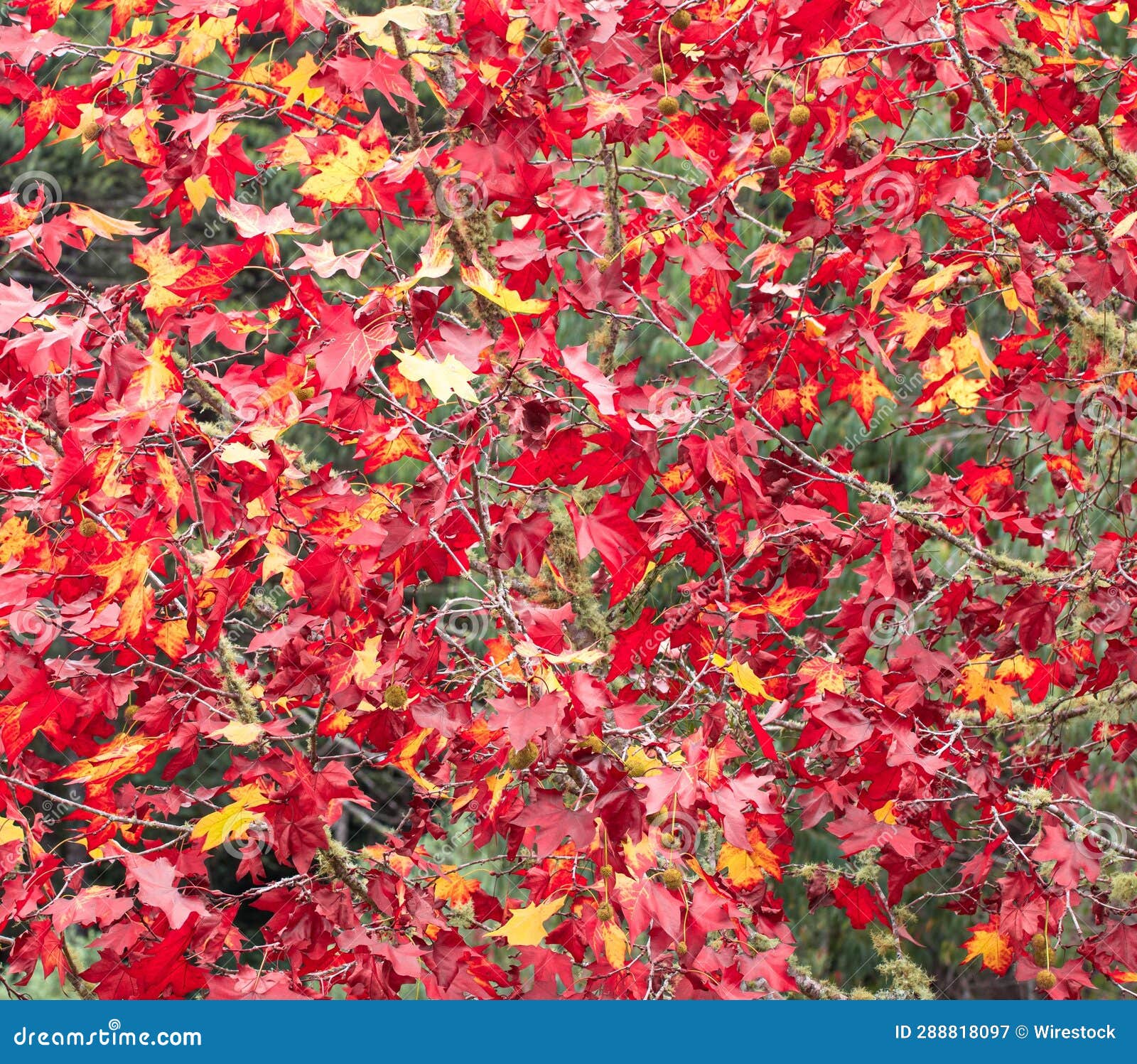 Vibrant Red Cluster of Maple Tree Leaves Against a Green Background ...