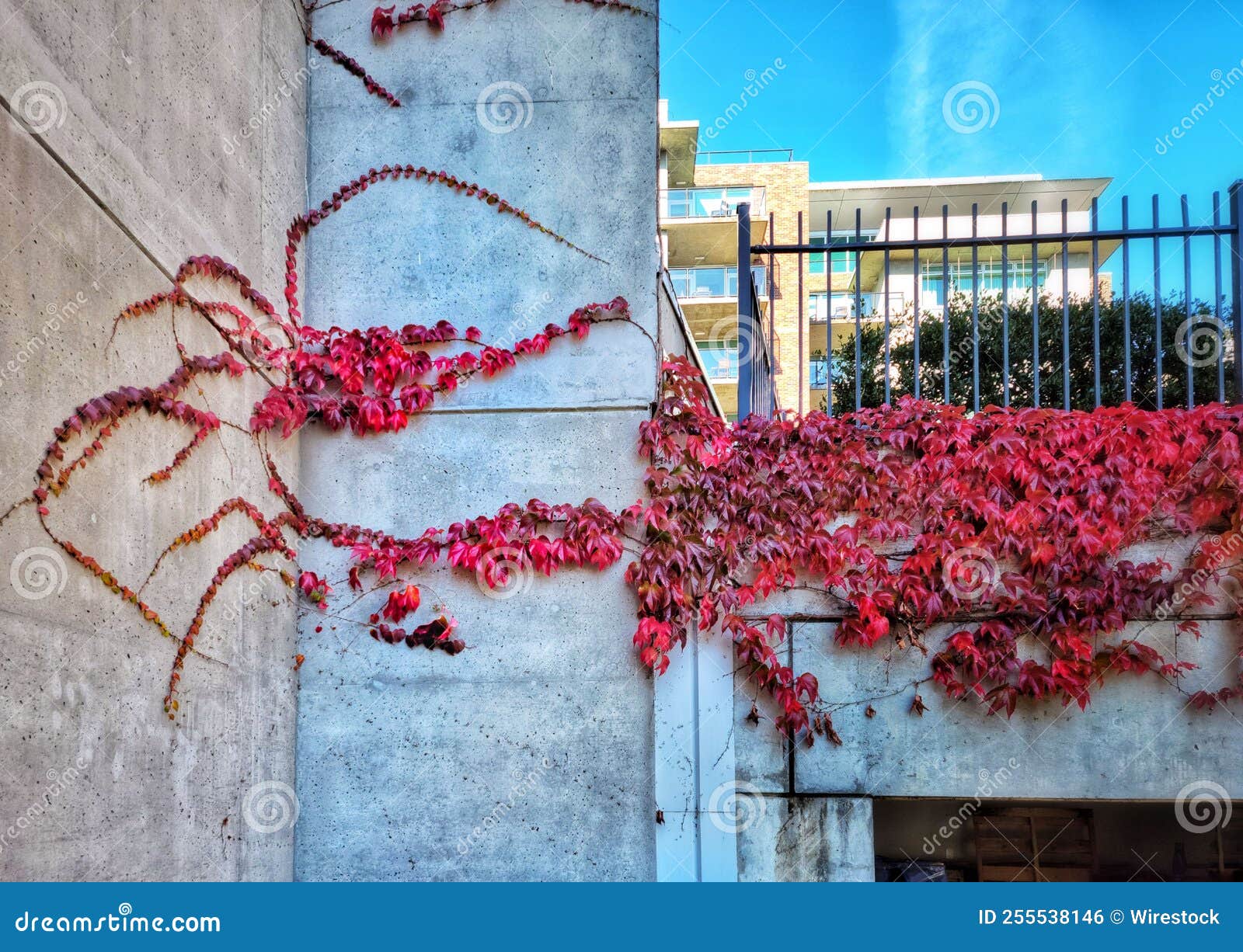 Red Creeper Leaves Crawling on the Wall of a Building. Stock Photo ...