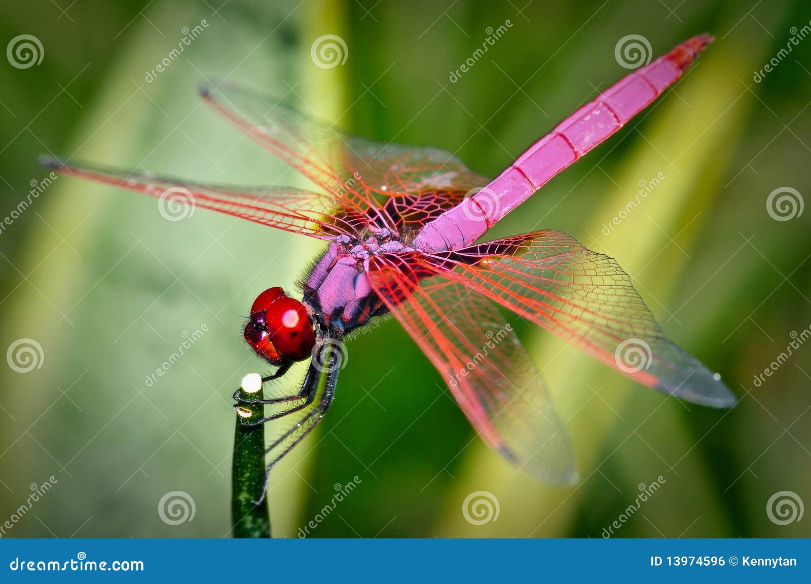 A Vibrant Red Dragonfly Up Close Stock Photo - Image of bright, poise ...