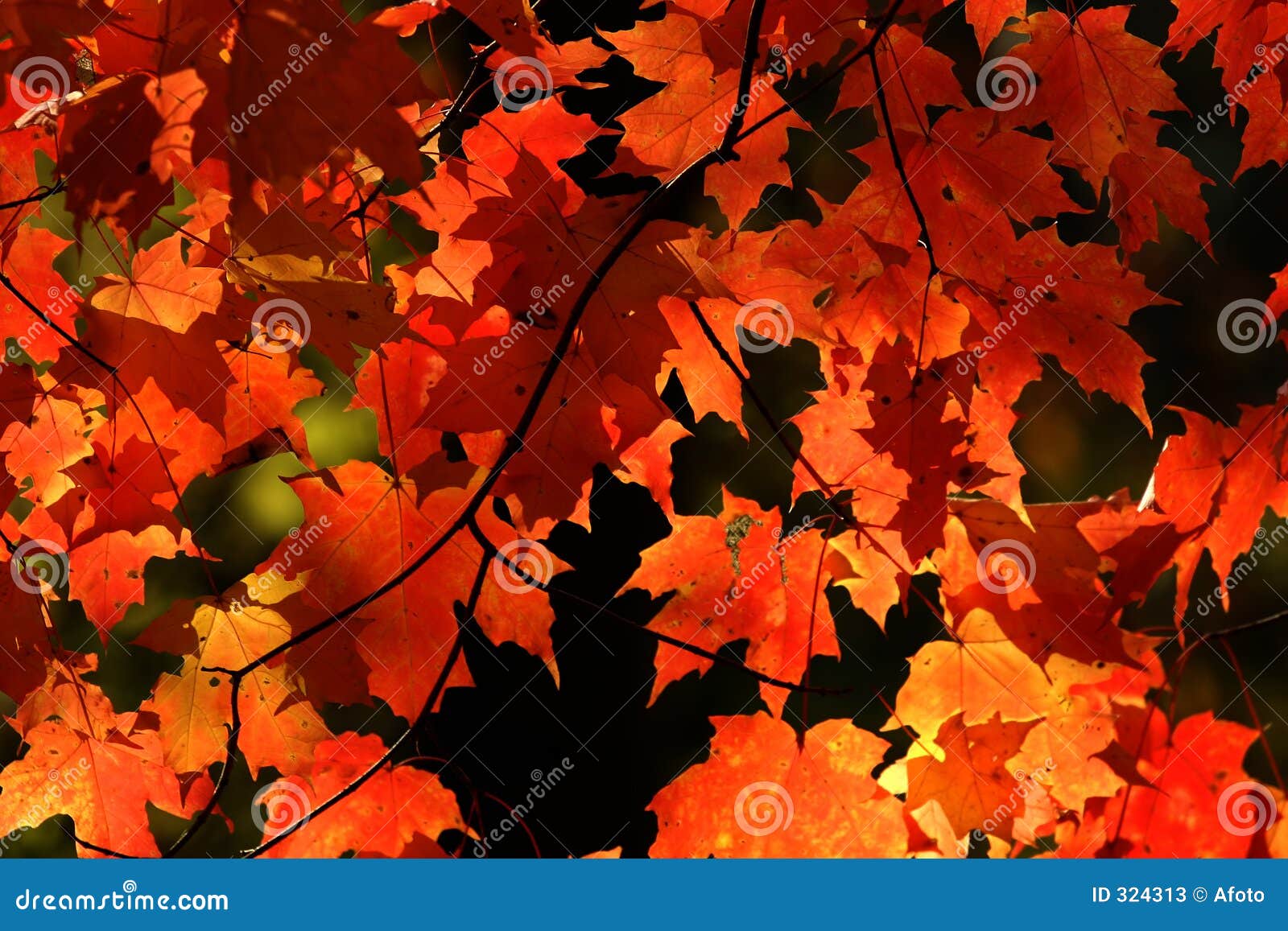 Vibrant red fall leaves. stock image. Image of season, detail - 324313