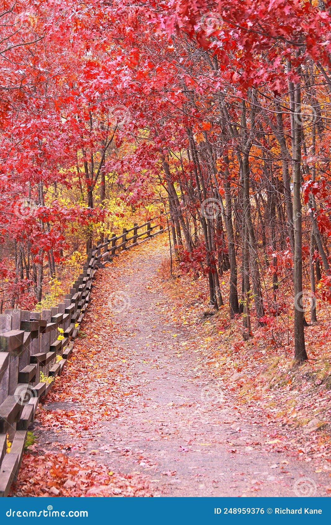 Vibrant Red, Fall Trees on a Path during Autumn Stock Photo - Image of ...