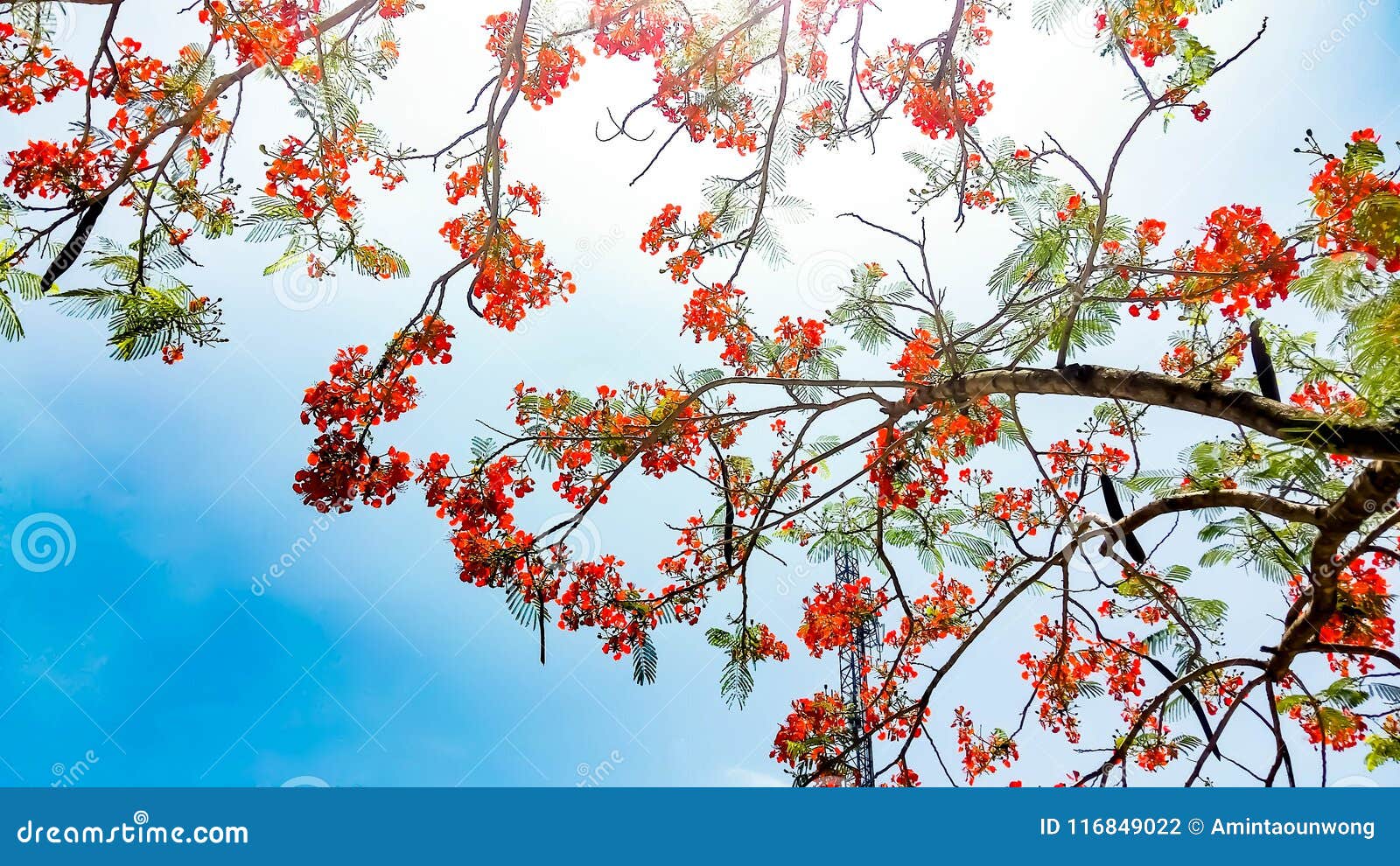 Vibrant Red Flower of the Flame Tree Stock Photo - Image of flowers ...
