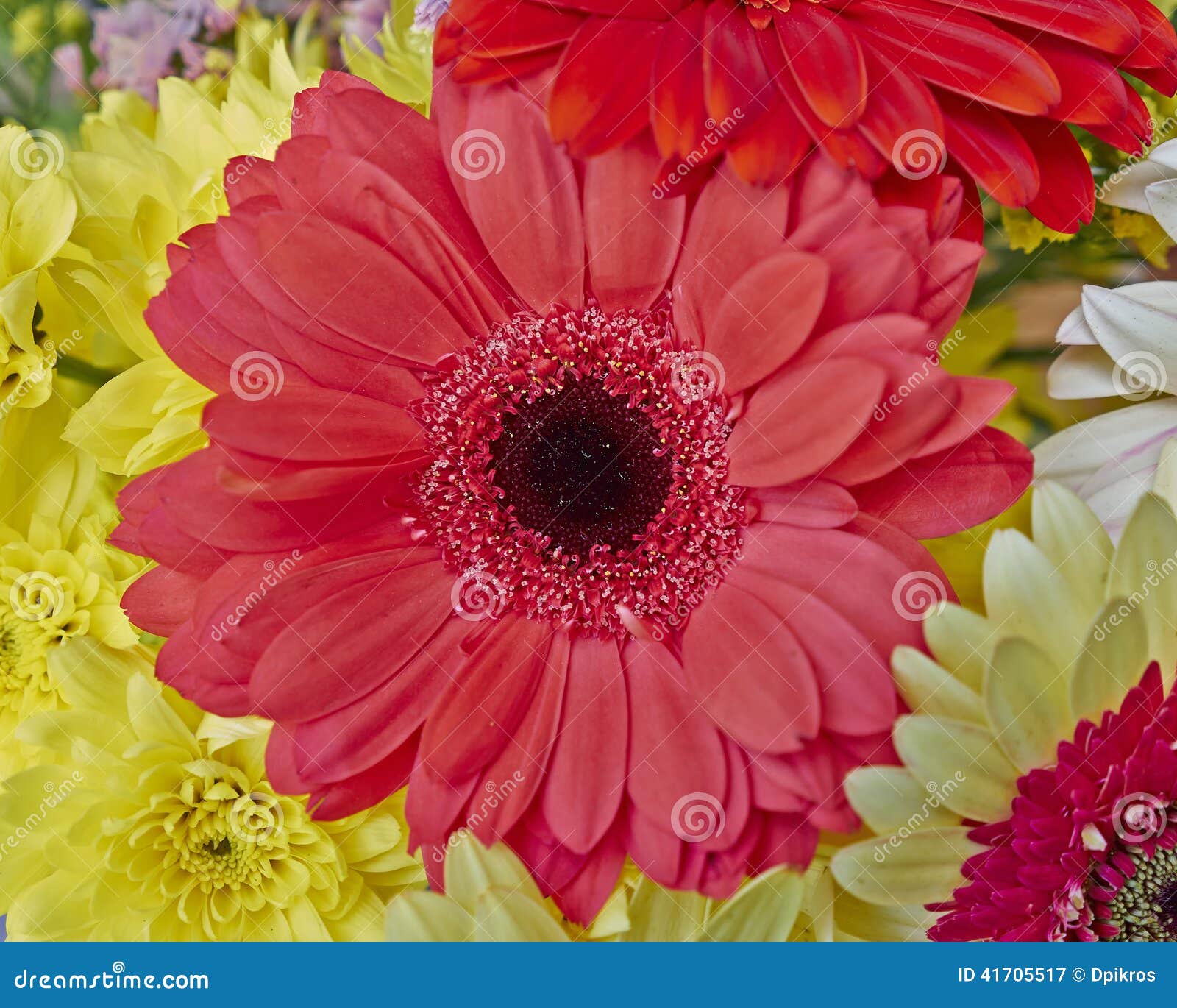 Vibrant red Gerber daisy stock image. Image of gerber - 41705517