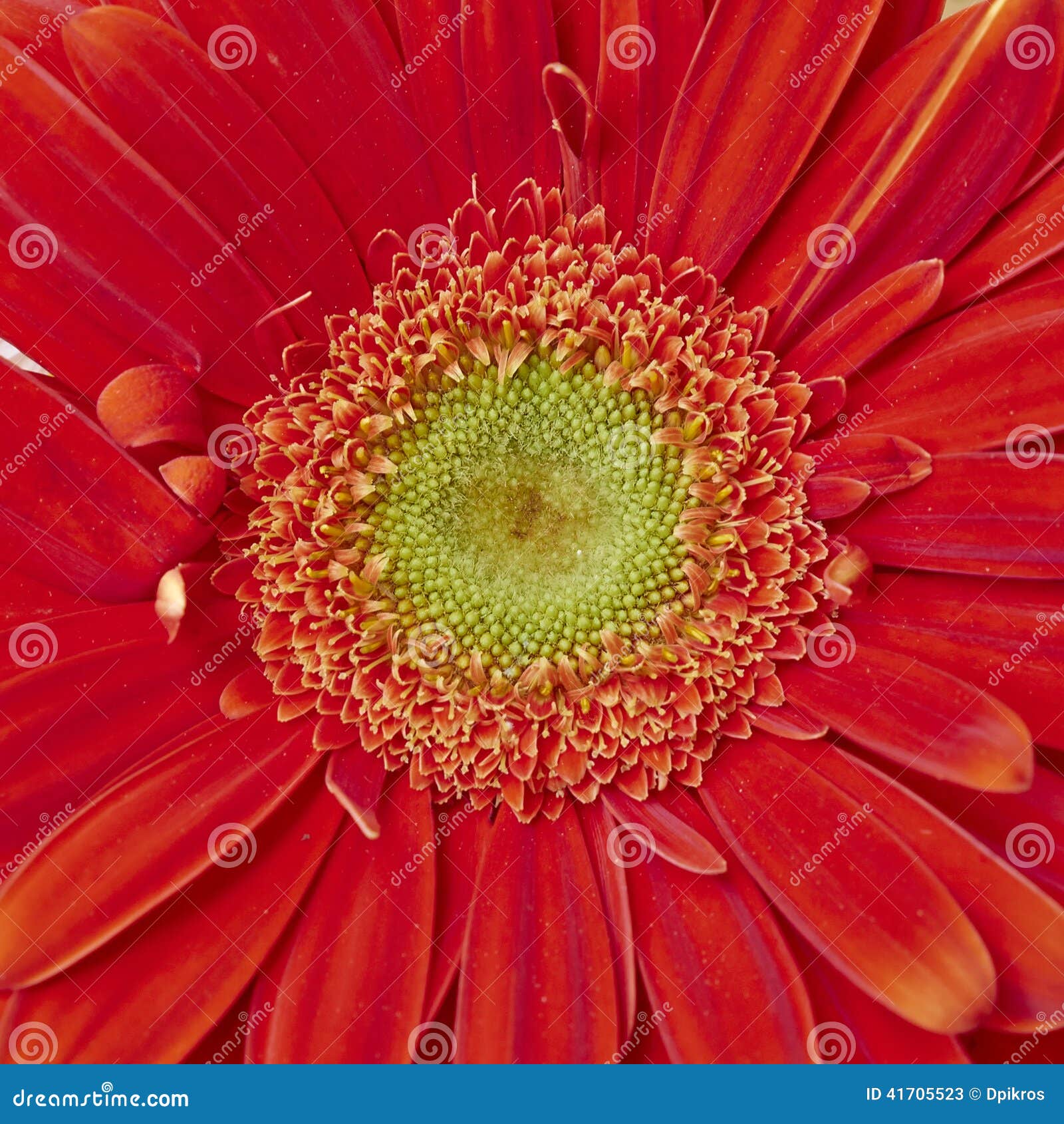 Vibrant red Gerber daisy stock image. Image of nature - 41705523