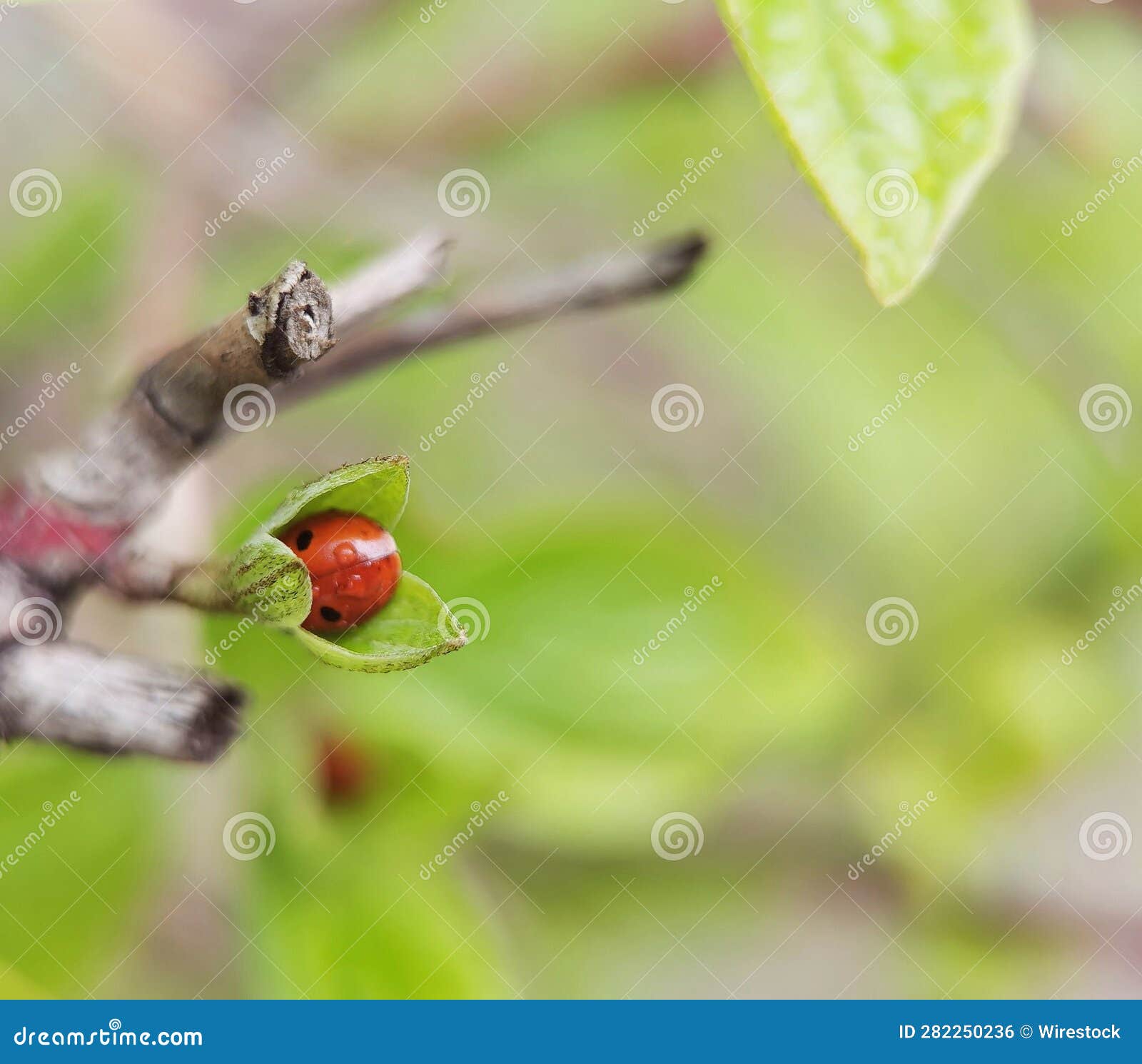 Vibrant Red Ladybug Perched Atop a Waxy Green Leaf of a Tree, Hiding ...