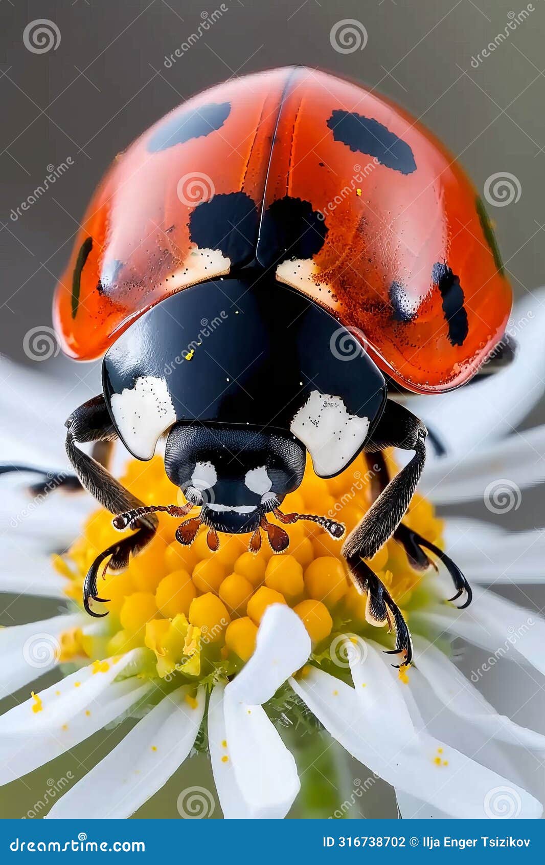 Pollination Process Of A Flower Hibiscus Flower With Bumblebee As ...