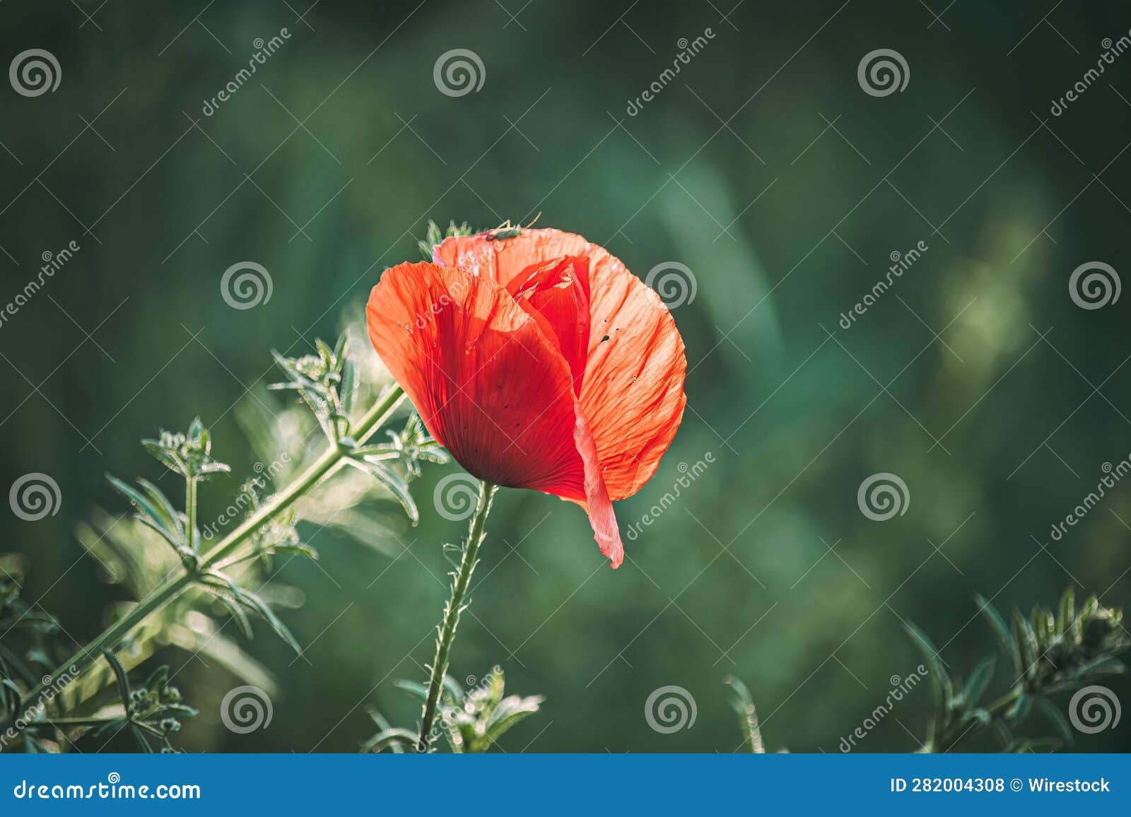 A Single Poppy Growing in the Middle of an Open Field Stock Photo ...