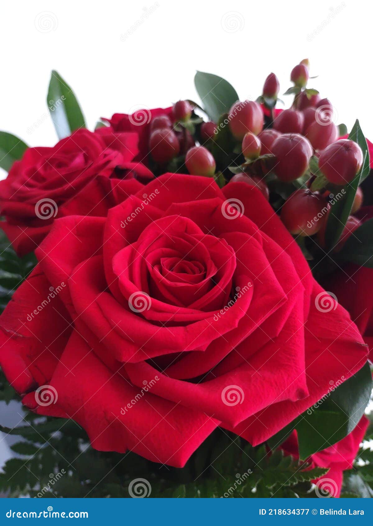 Vibrant Red Rose bloom stock image. Image of rose, plant - 218634377