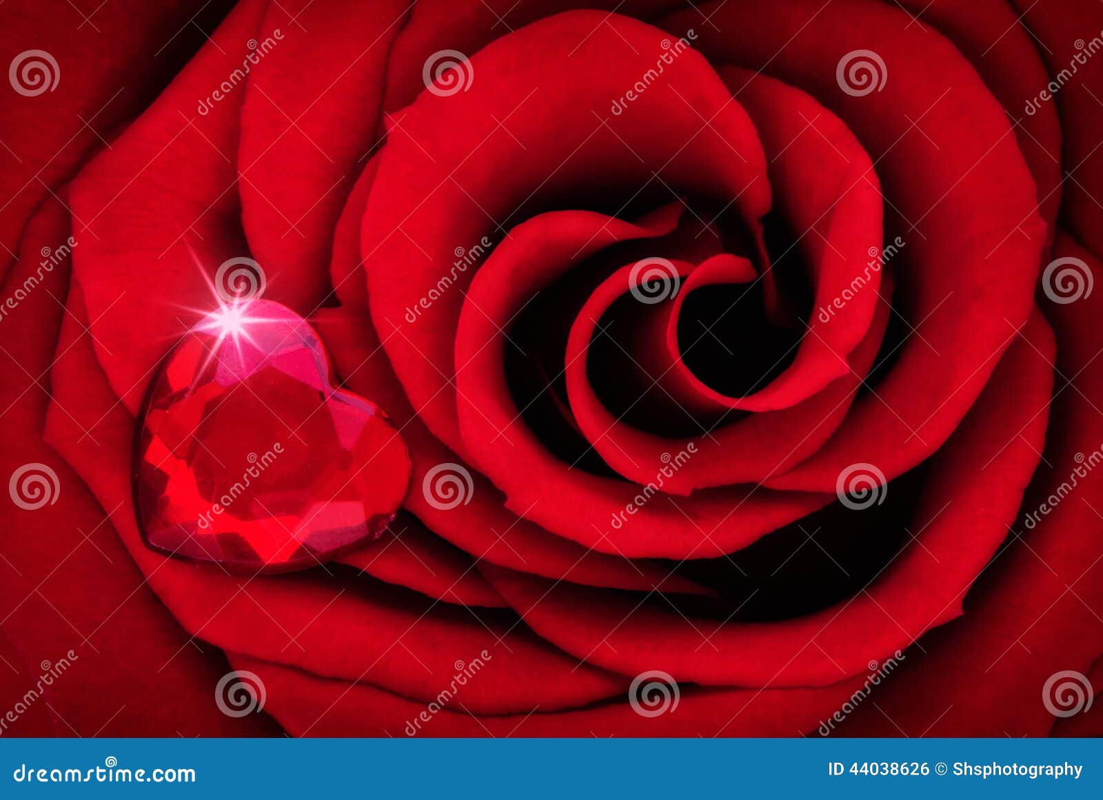 Vibrant Red Rose Close Up Macro with Ruby Heart Stock Photo - Image of ...