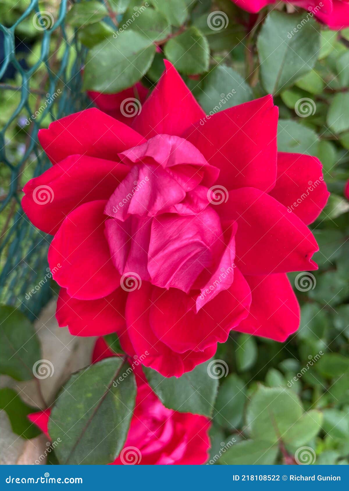 Vibrant Red Rose in the Garden Stock Photo - Image of garden, rose ...