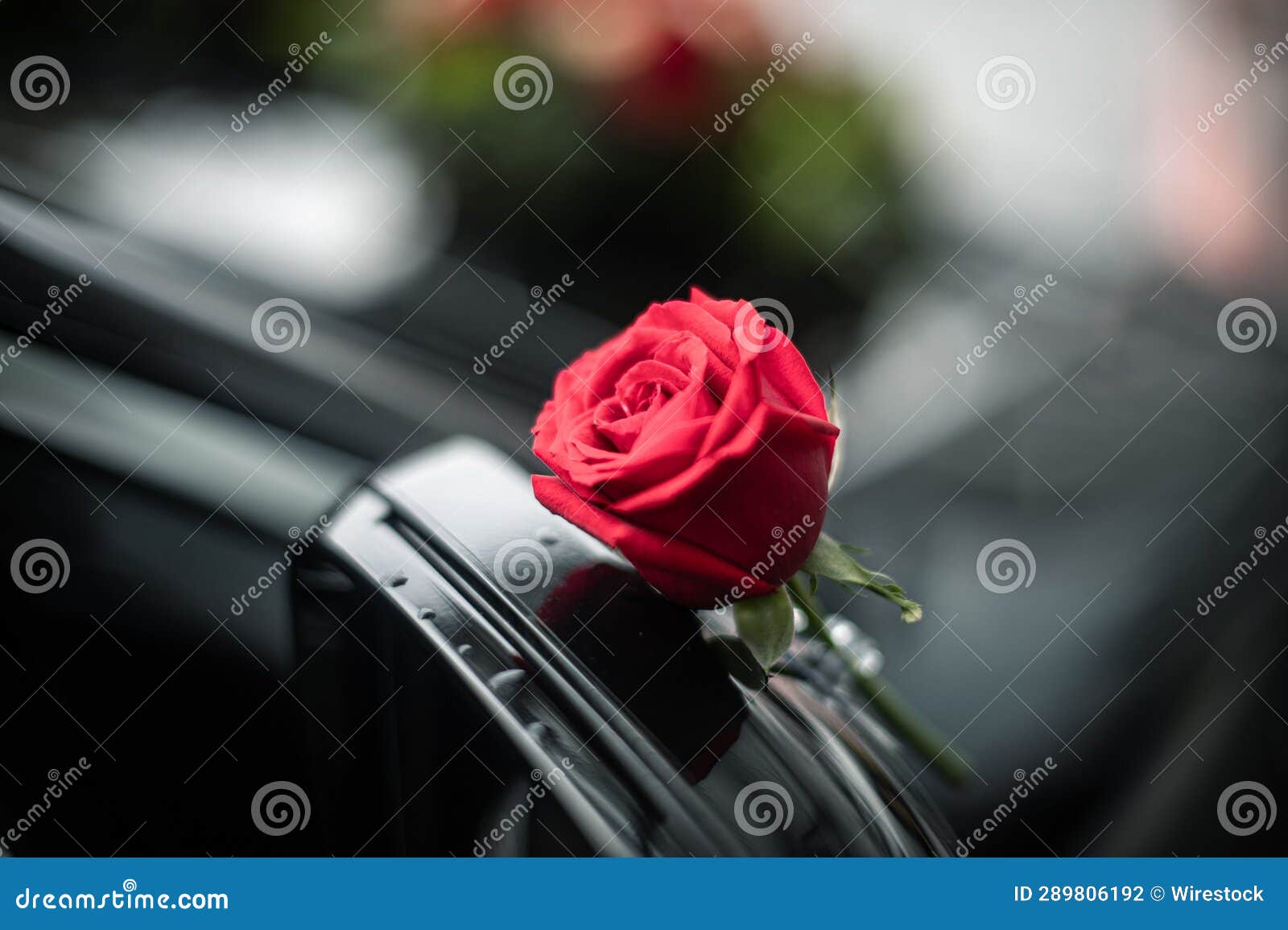 Vibrant Red Rose Resting on the Glass Windshield of a Car. Stock Photo ...