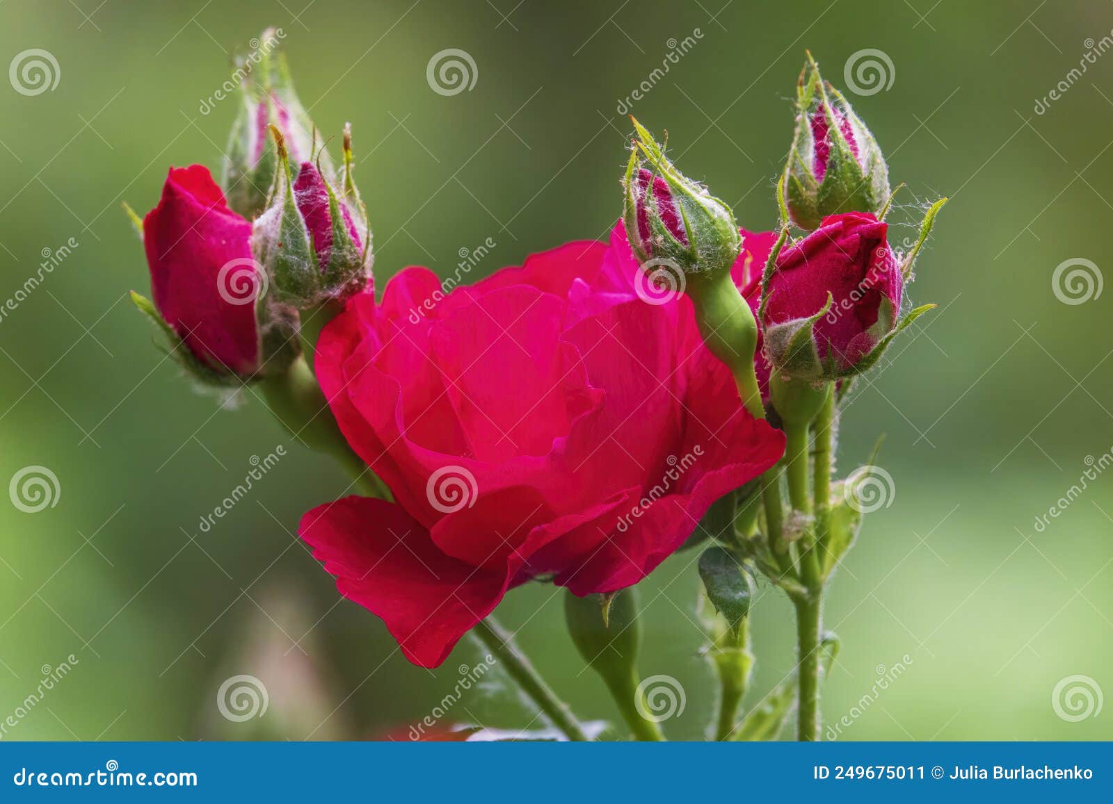 Vibrant red rose stock image. Image of bloom, delicate - 249675011