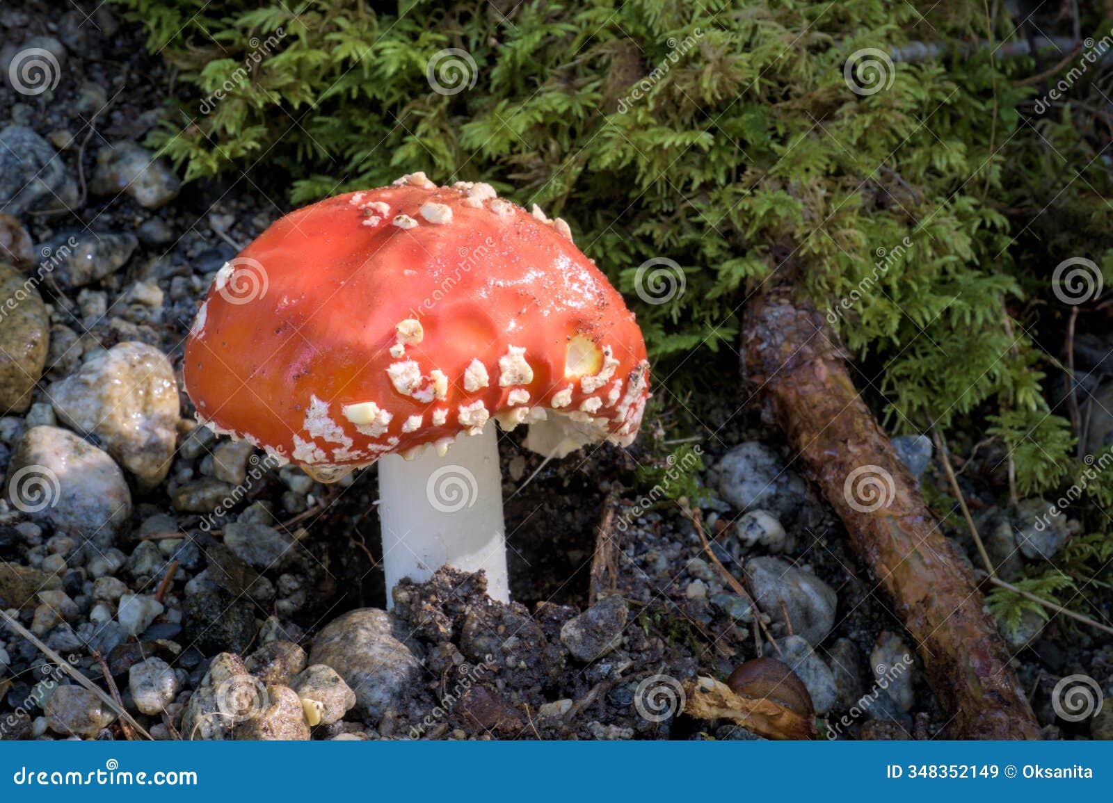 A Vibrant Red Toadstool with White Spots Stands Amidst Moss and Forest ...